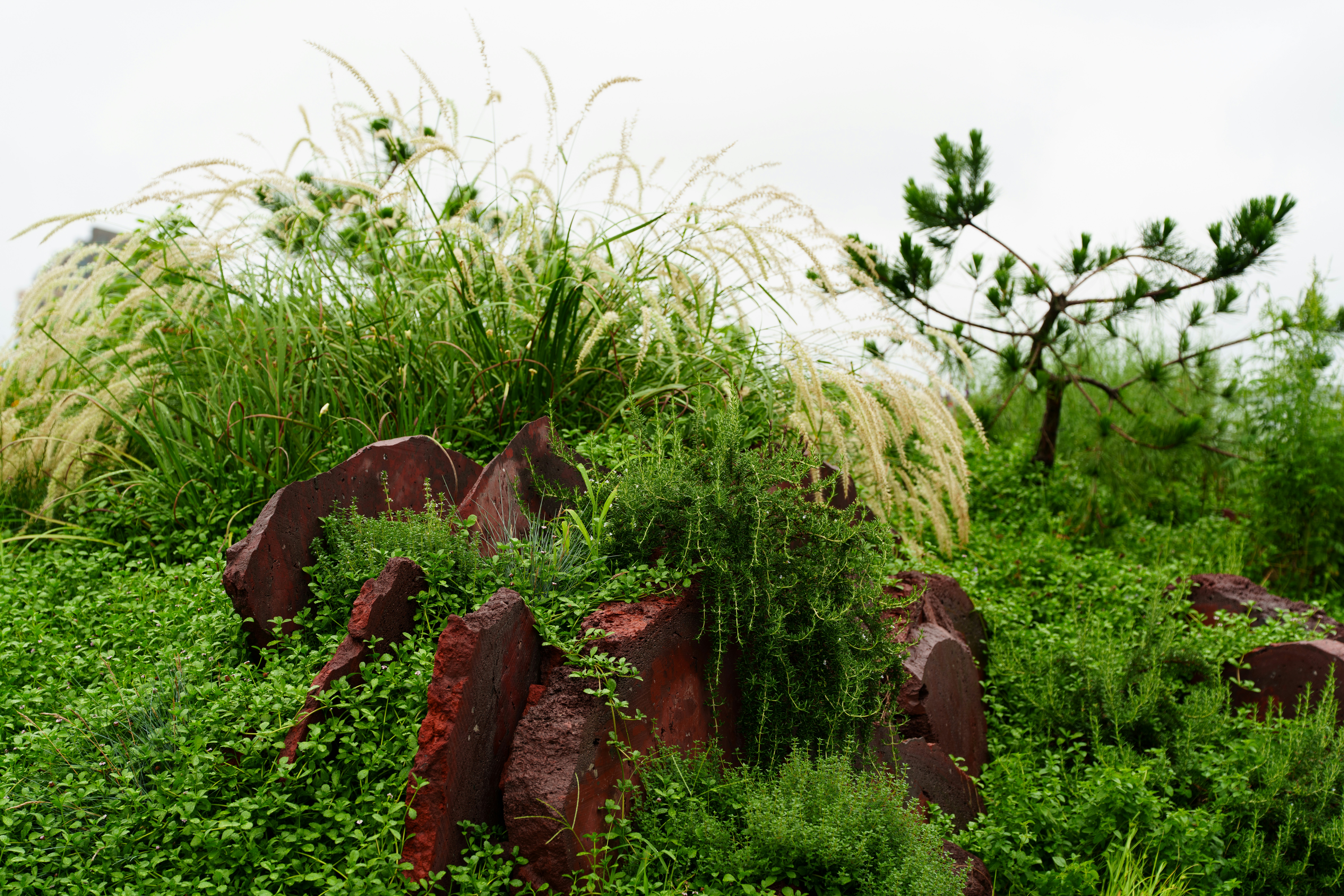 Lush greenery envelops rugged rocks, creating a vibrant landscape with soft grass and delicate foliage. A solitary tree adds depth to the natural scene.