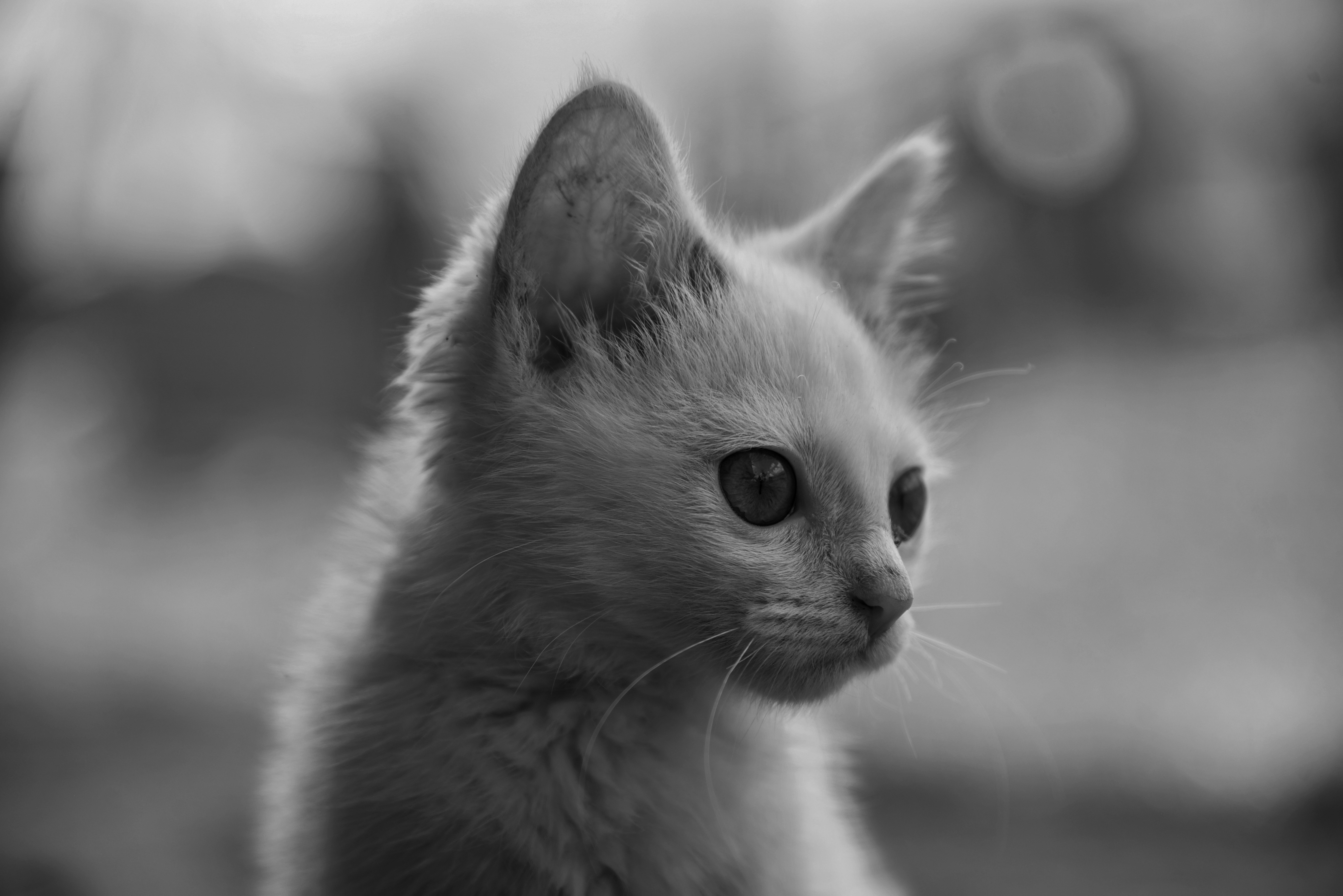 A cute kitten gazes into the distance.