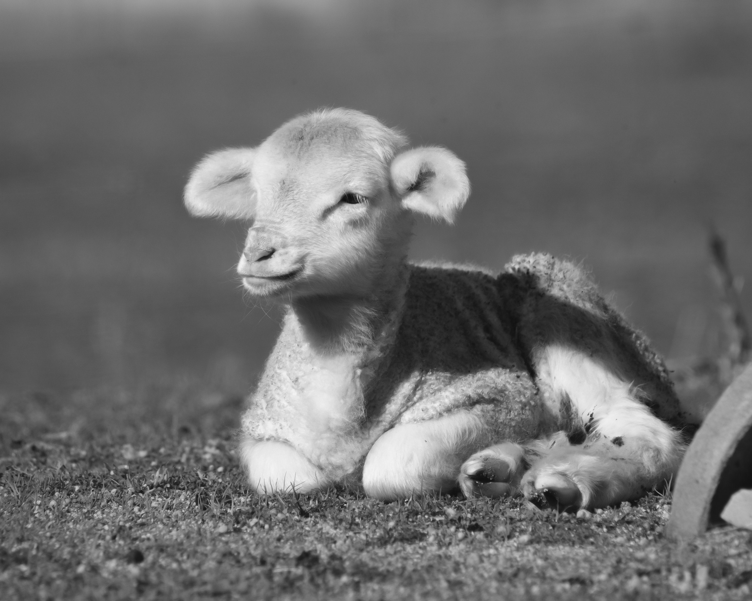 Lamb at Ease: A Quiet Gray Moment in the Field