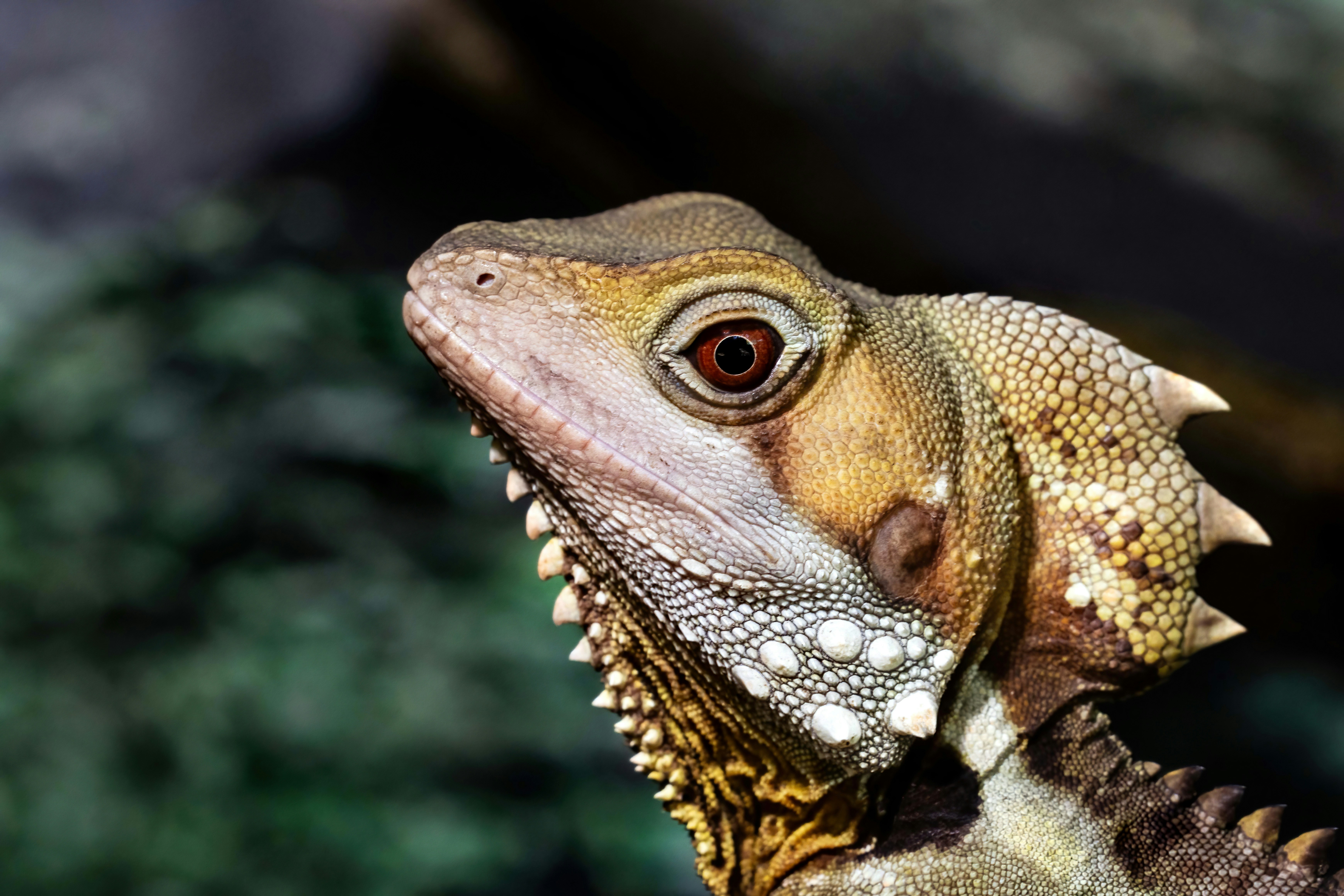 Here is a short caption for the image: a close-up photo of a unique lizard. photo – Free Lizard ...