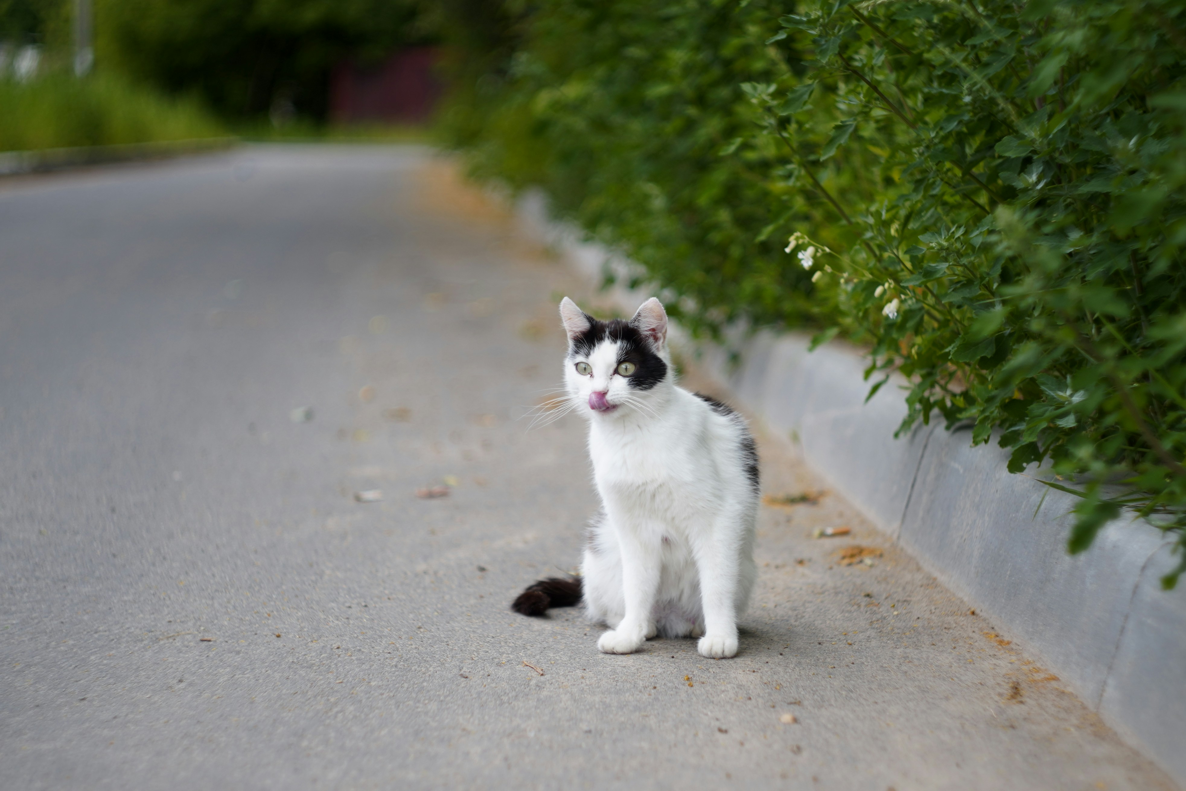 Whiskered Wanderer on the Path