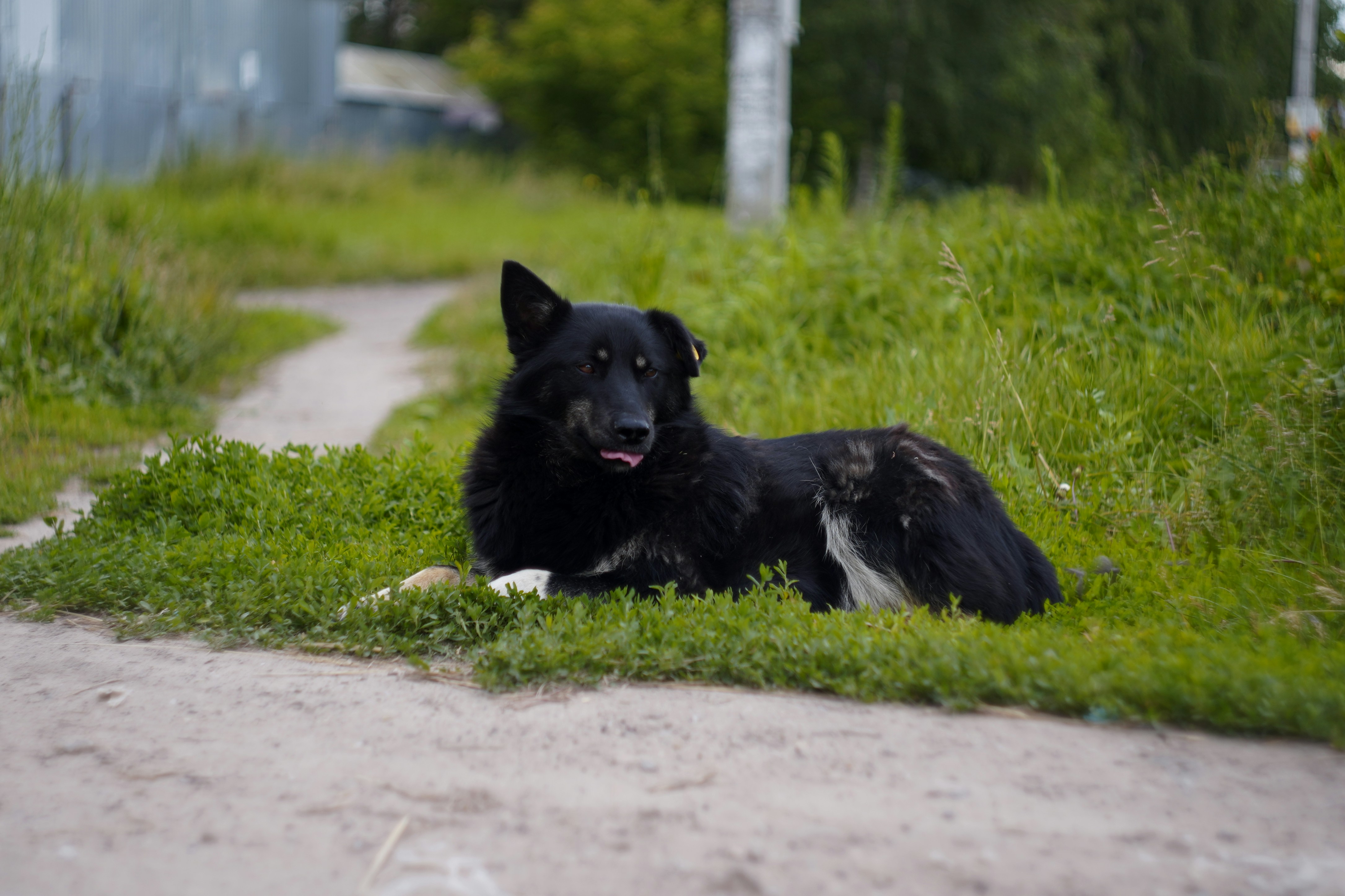 A black dog is resting in green grass.