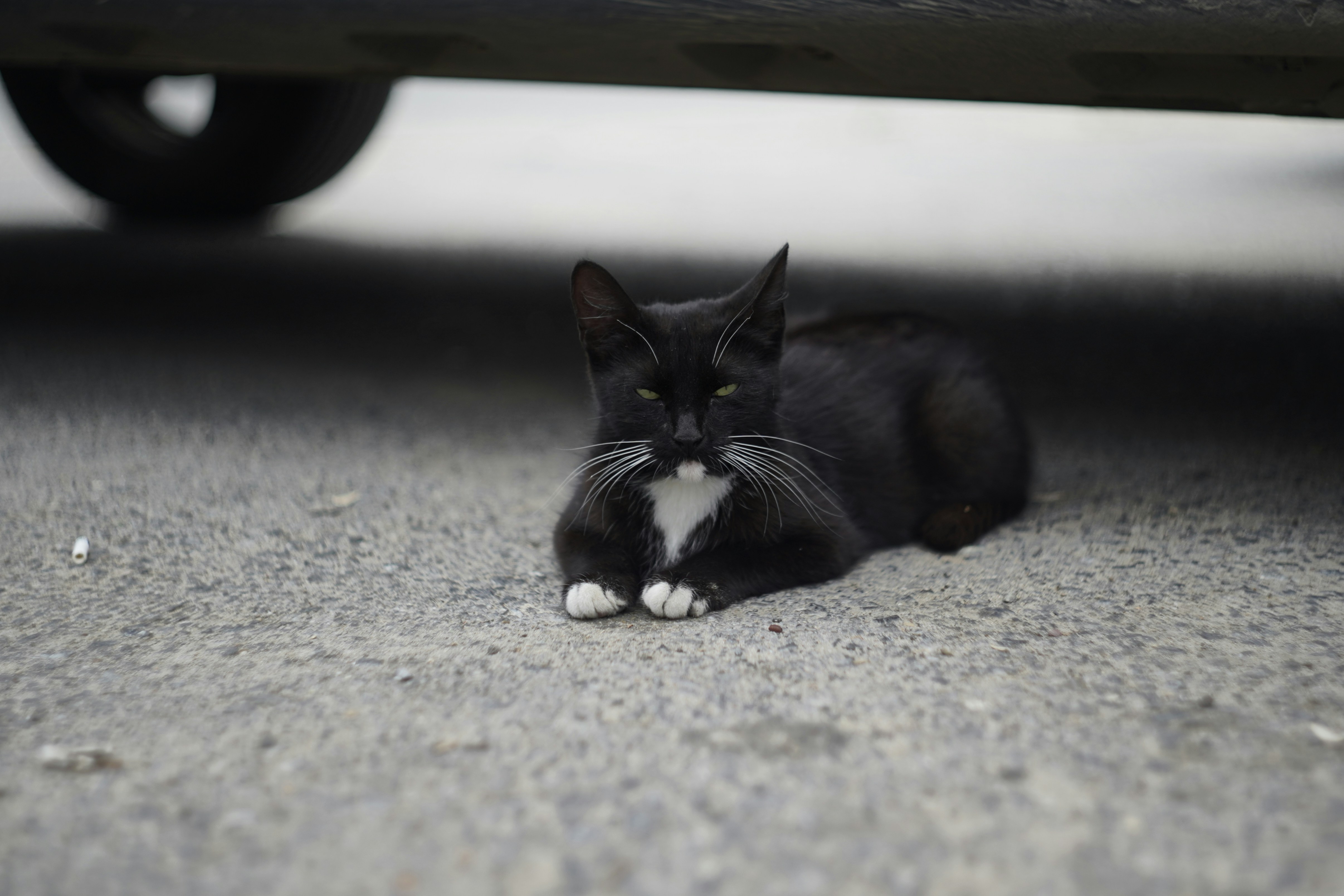 Whiskers in the Shadows