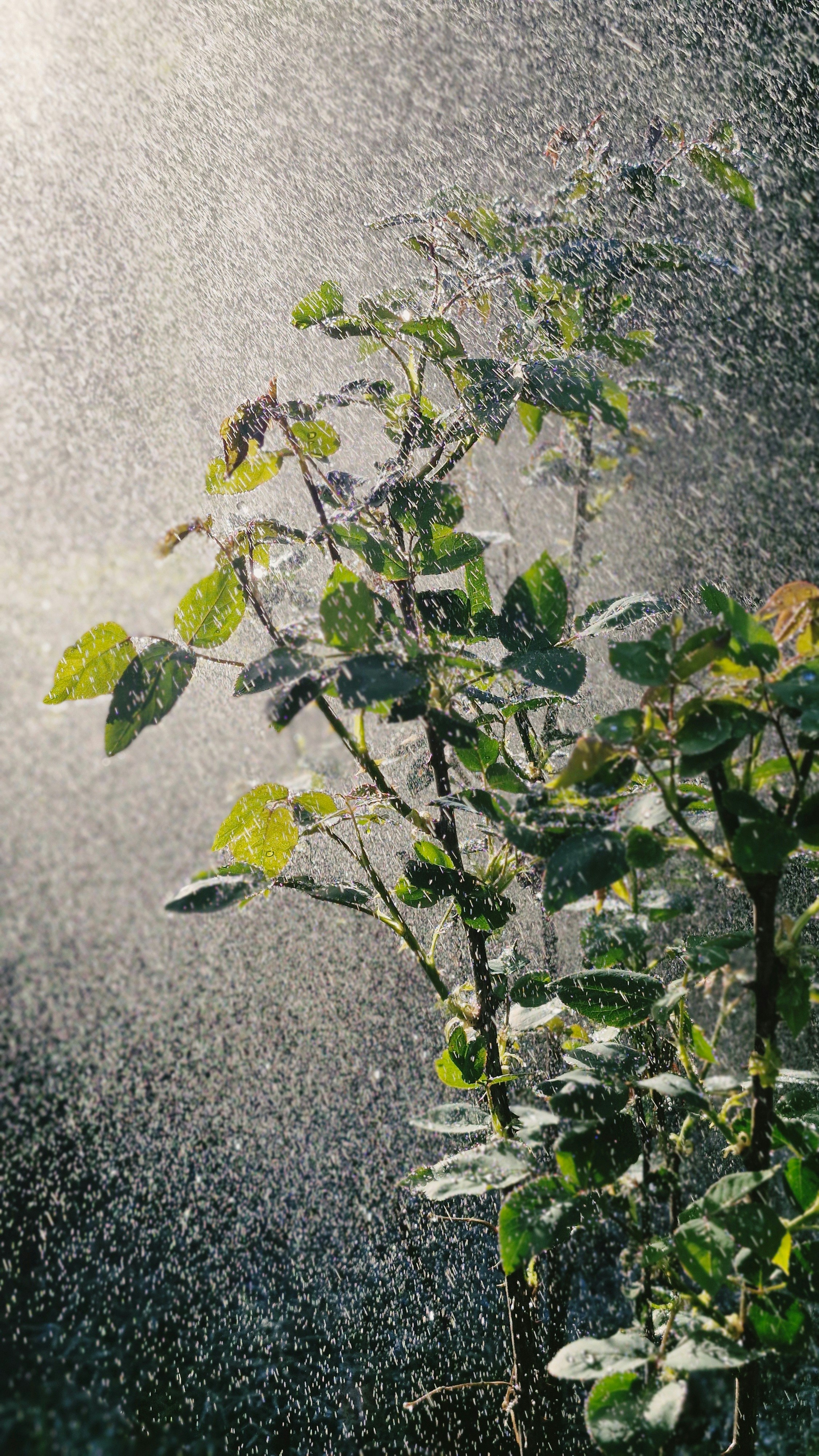 Rain falls on a leafy plant.
