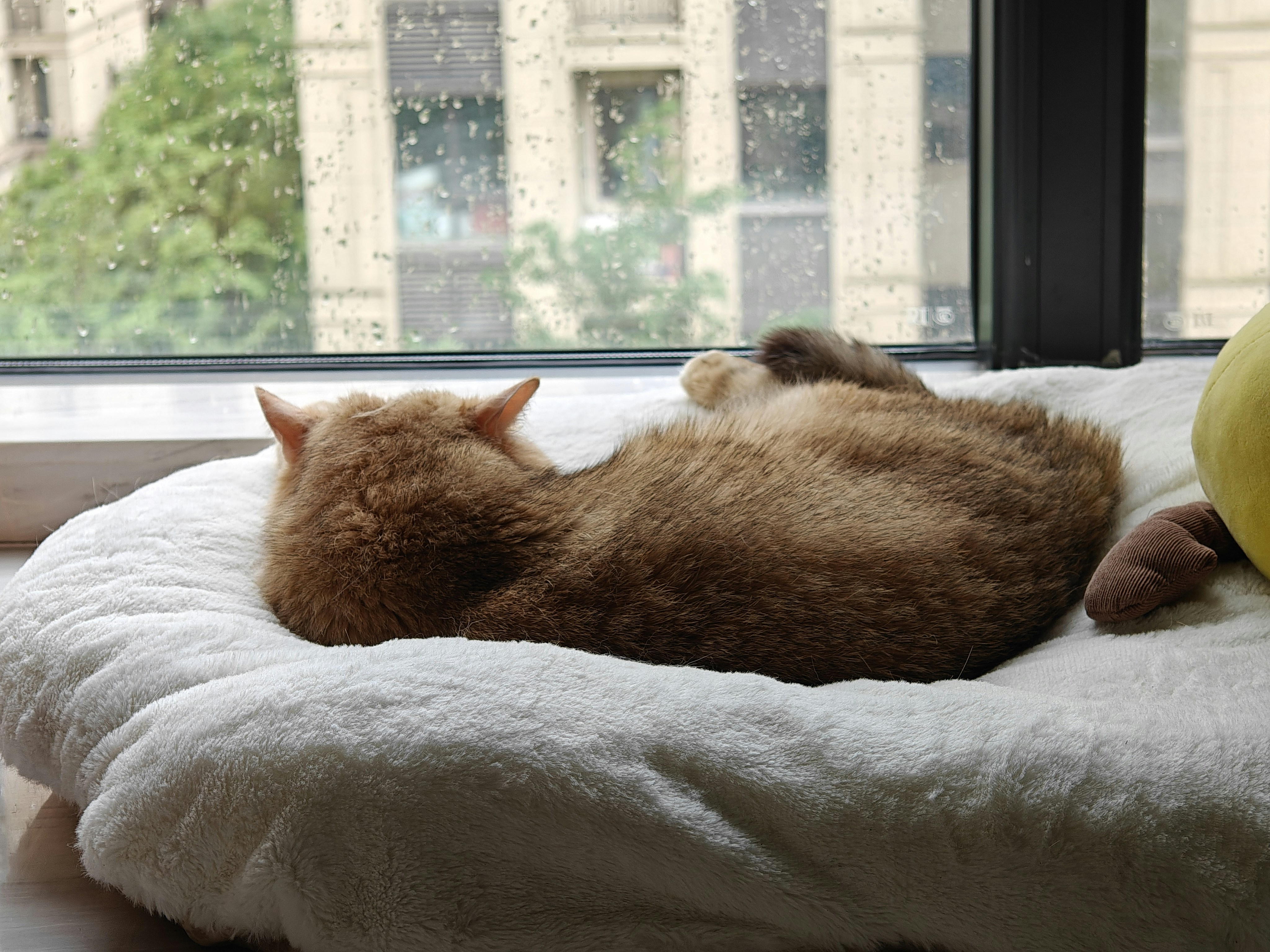 A little cat looking out of the window in the rain. | Cat is sleeping peacefully on a fluffy white bed.