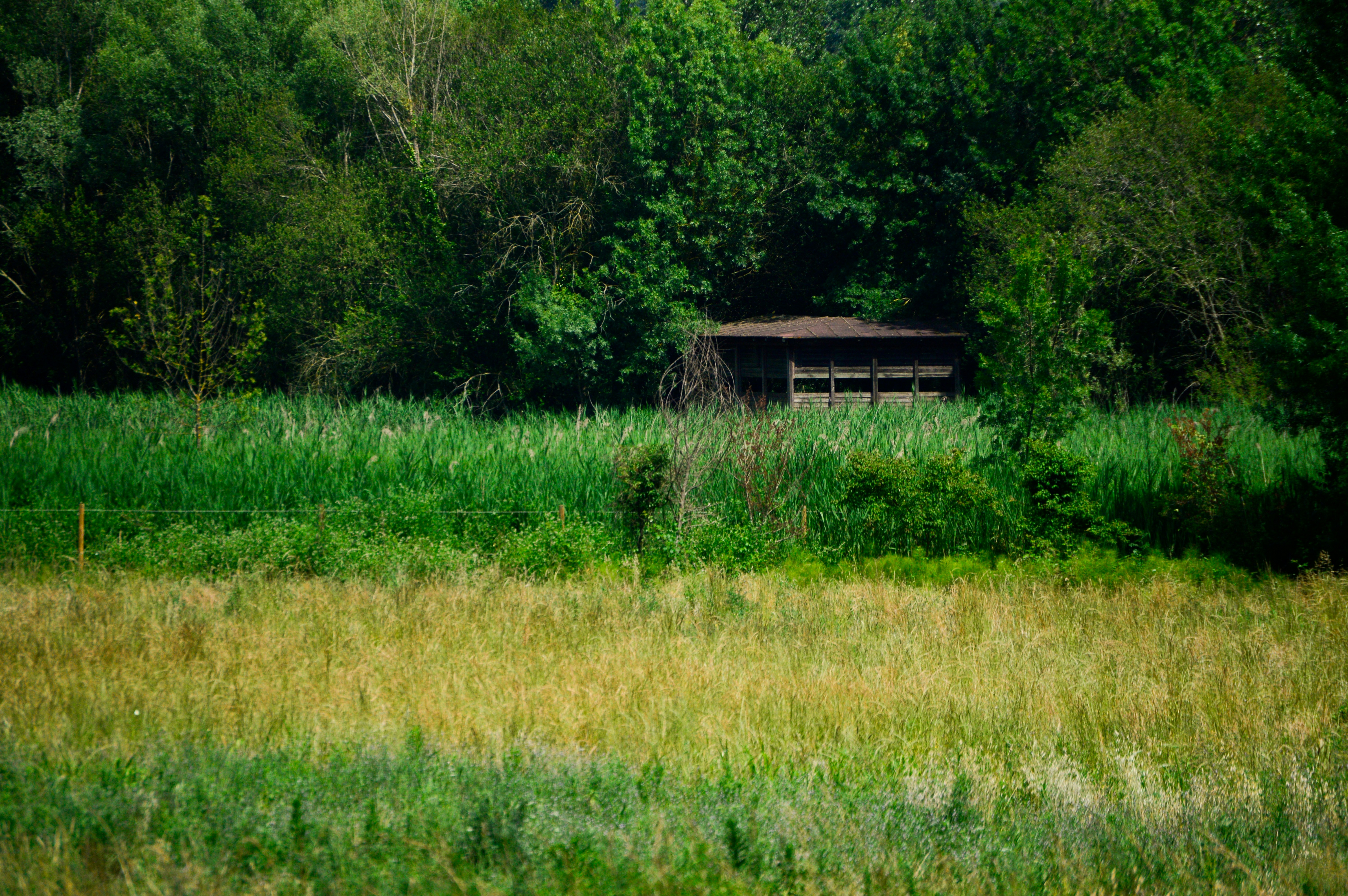 A cabin sits amongst the lush greenery.