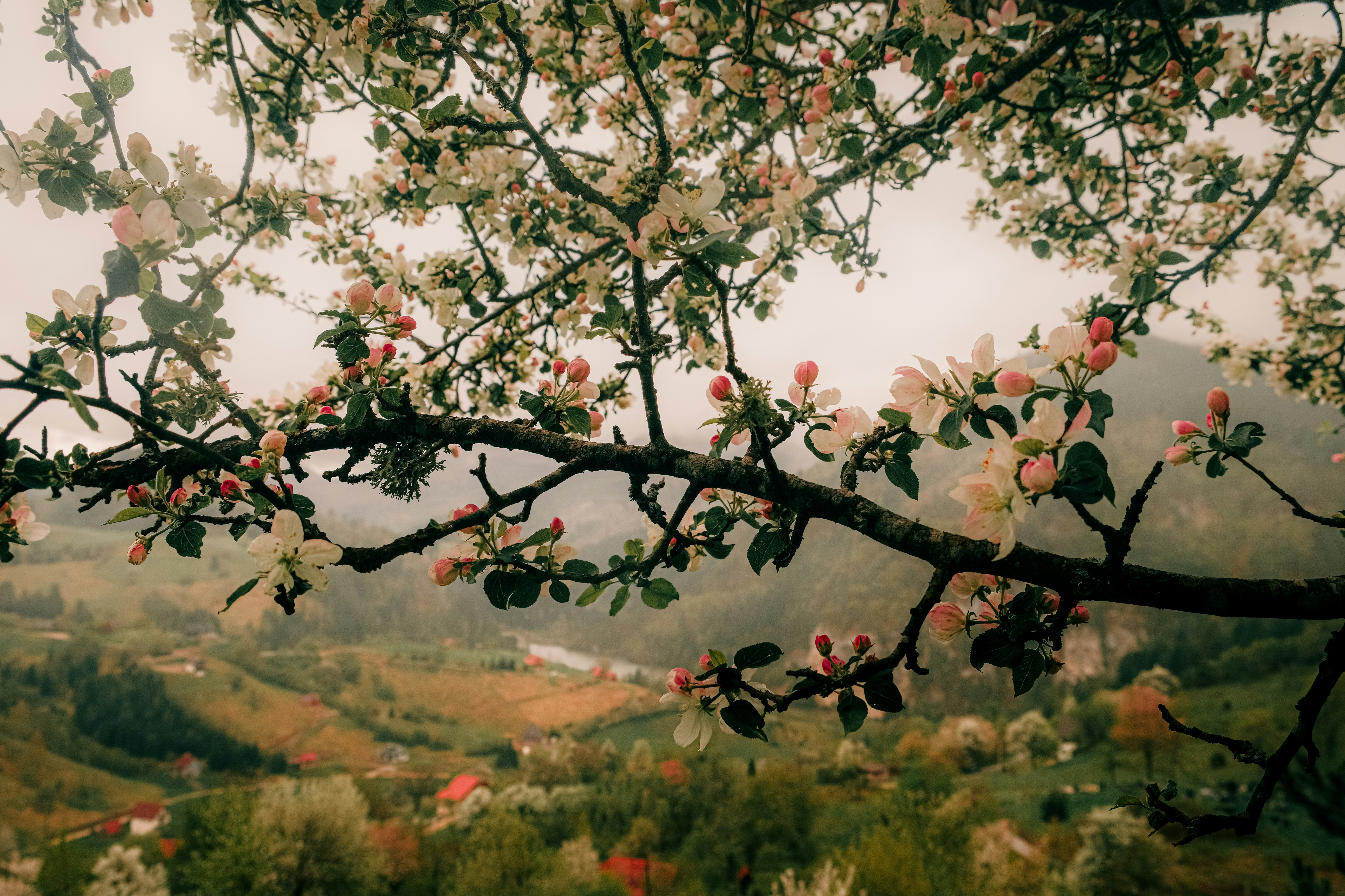 Flowering tree branches frame a lush, verdant landscape. photo – Free ...