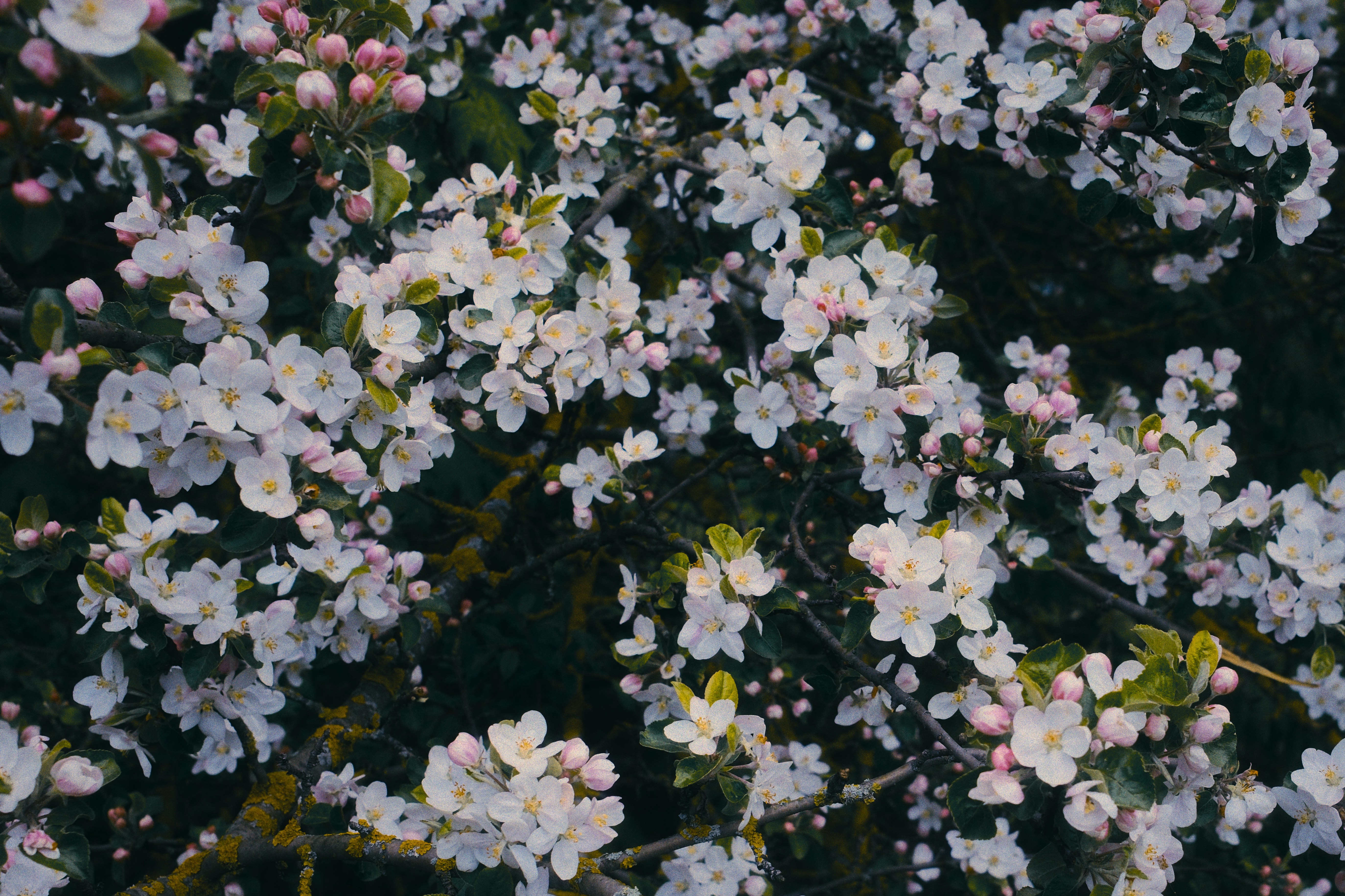 White blossoms fill the branches of a tree. photo – Free Flower Image ...