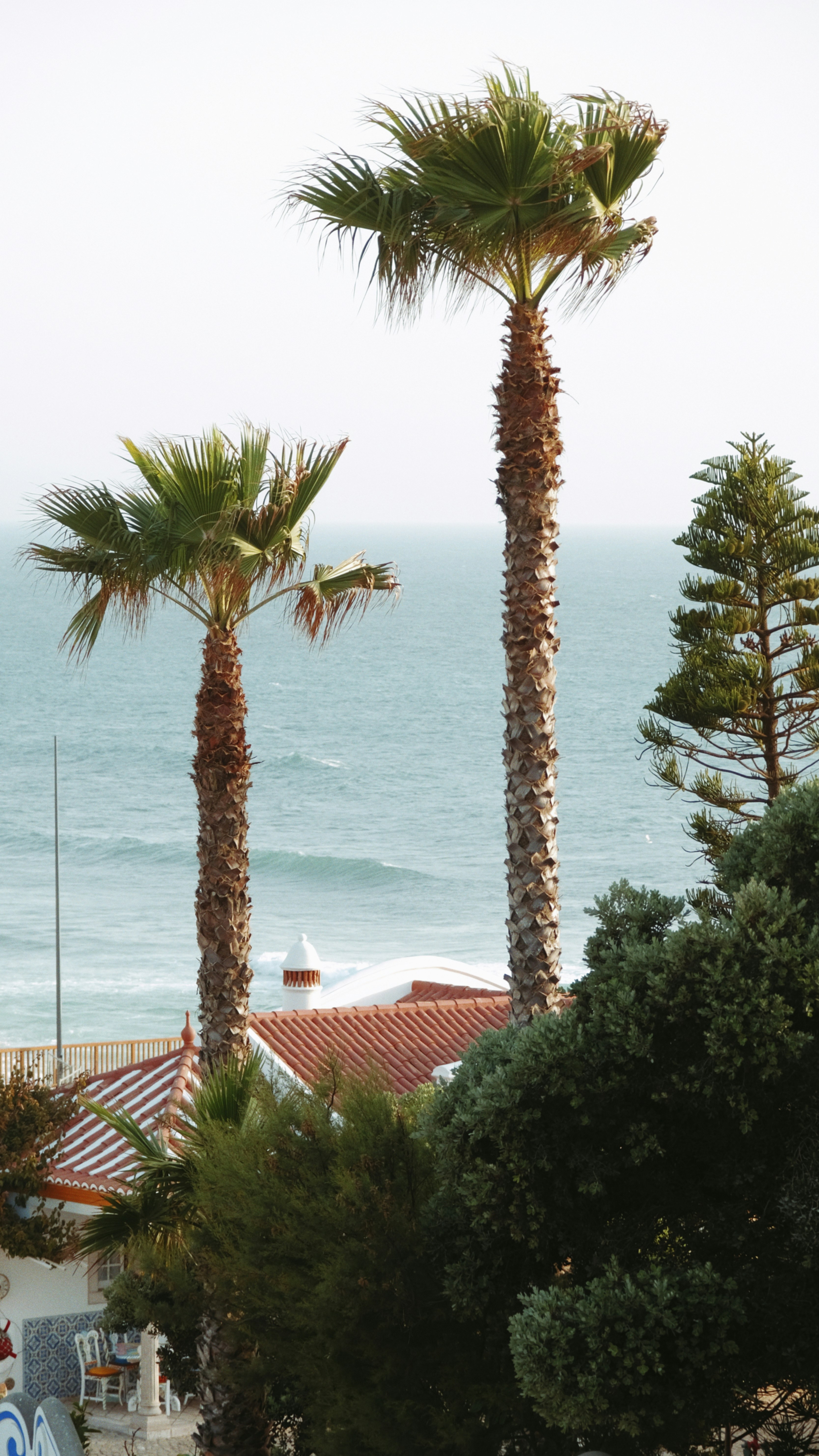 Two tall palm trees sway gently over a tranquil ocean view, framed by lush greenery and coastal architecture.