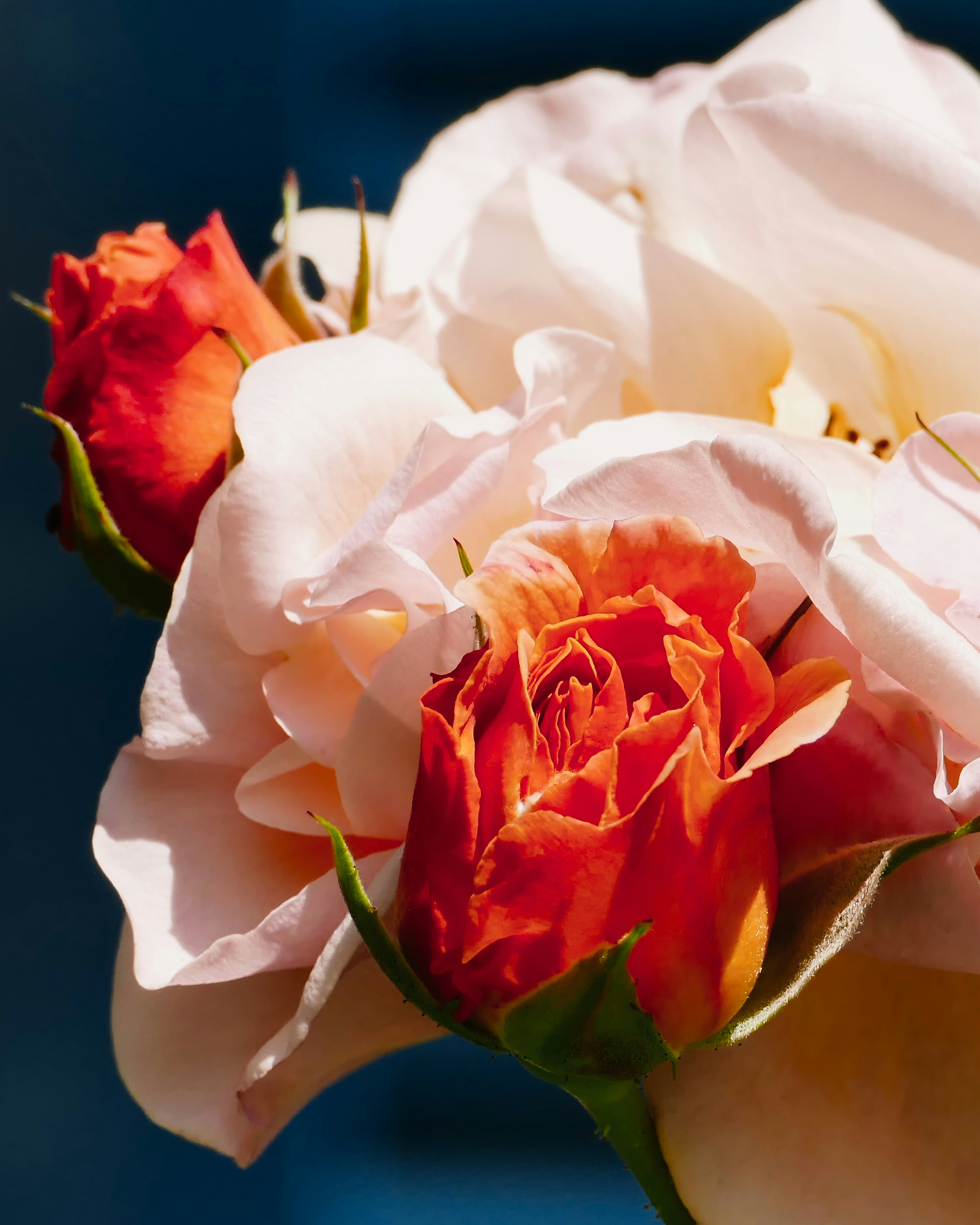 A Symphony of Petals: The Dance of Roses