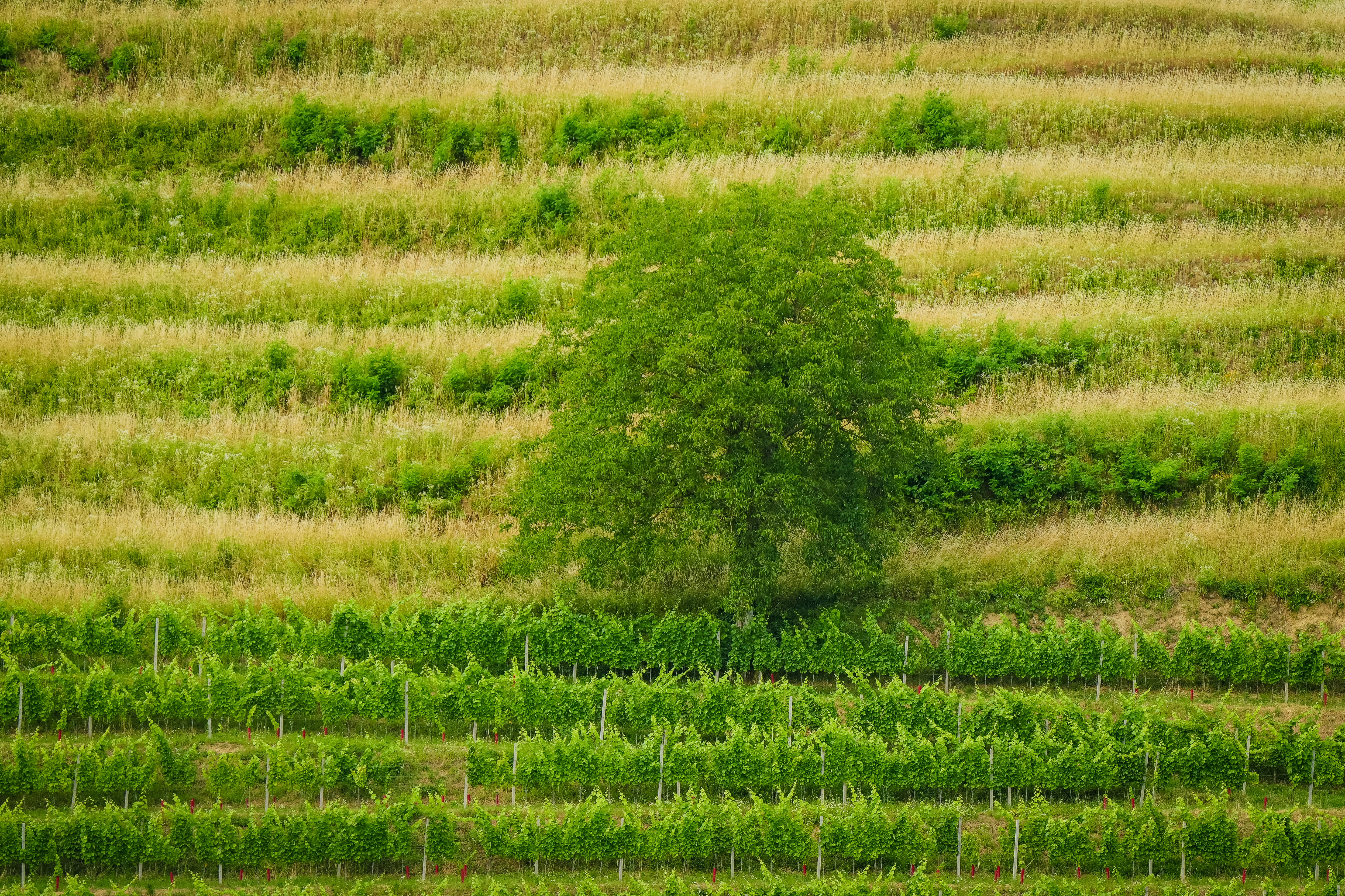 A tree stands amidst terraced grass and vines.