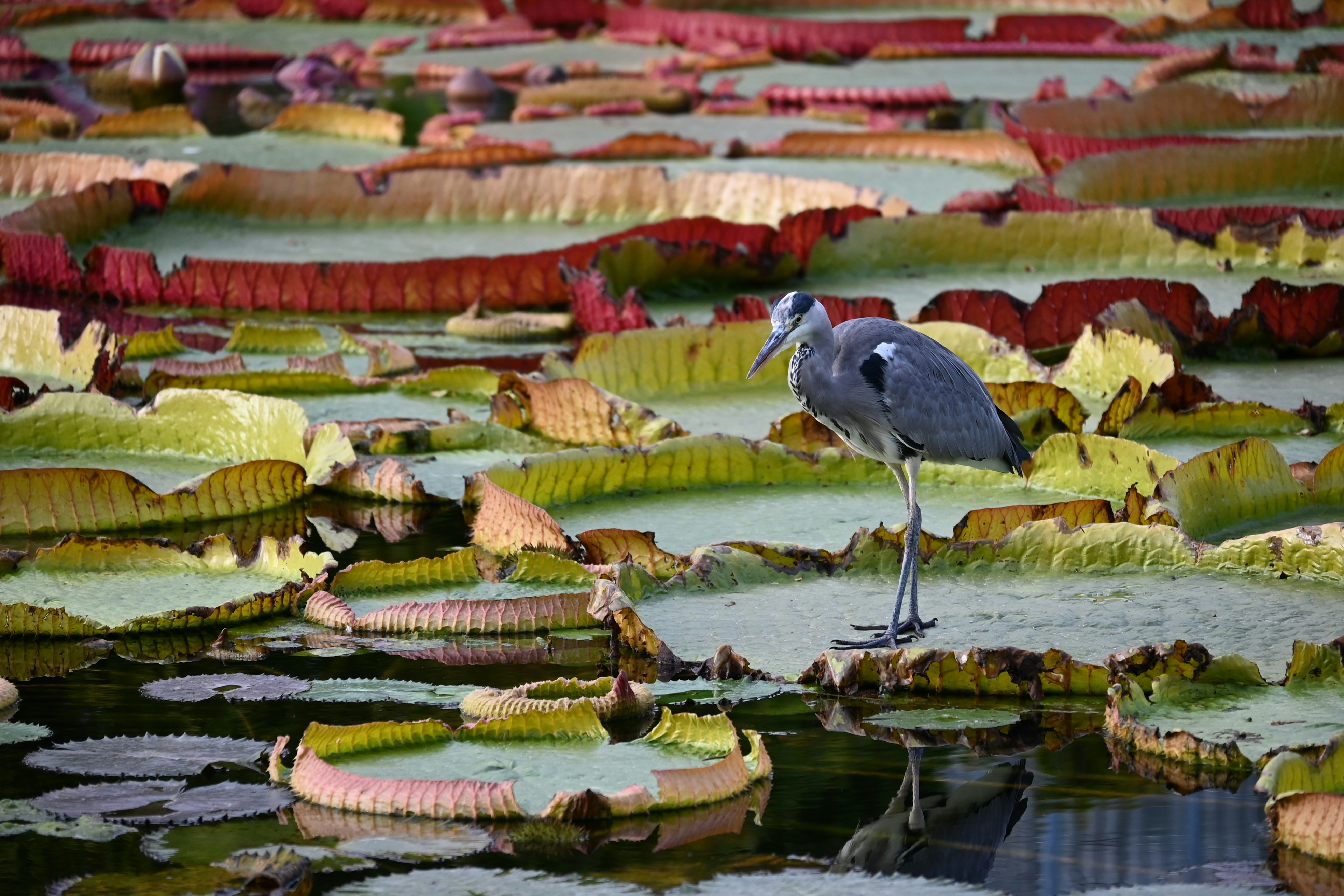 Grey Heron Among Floating Leaves