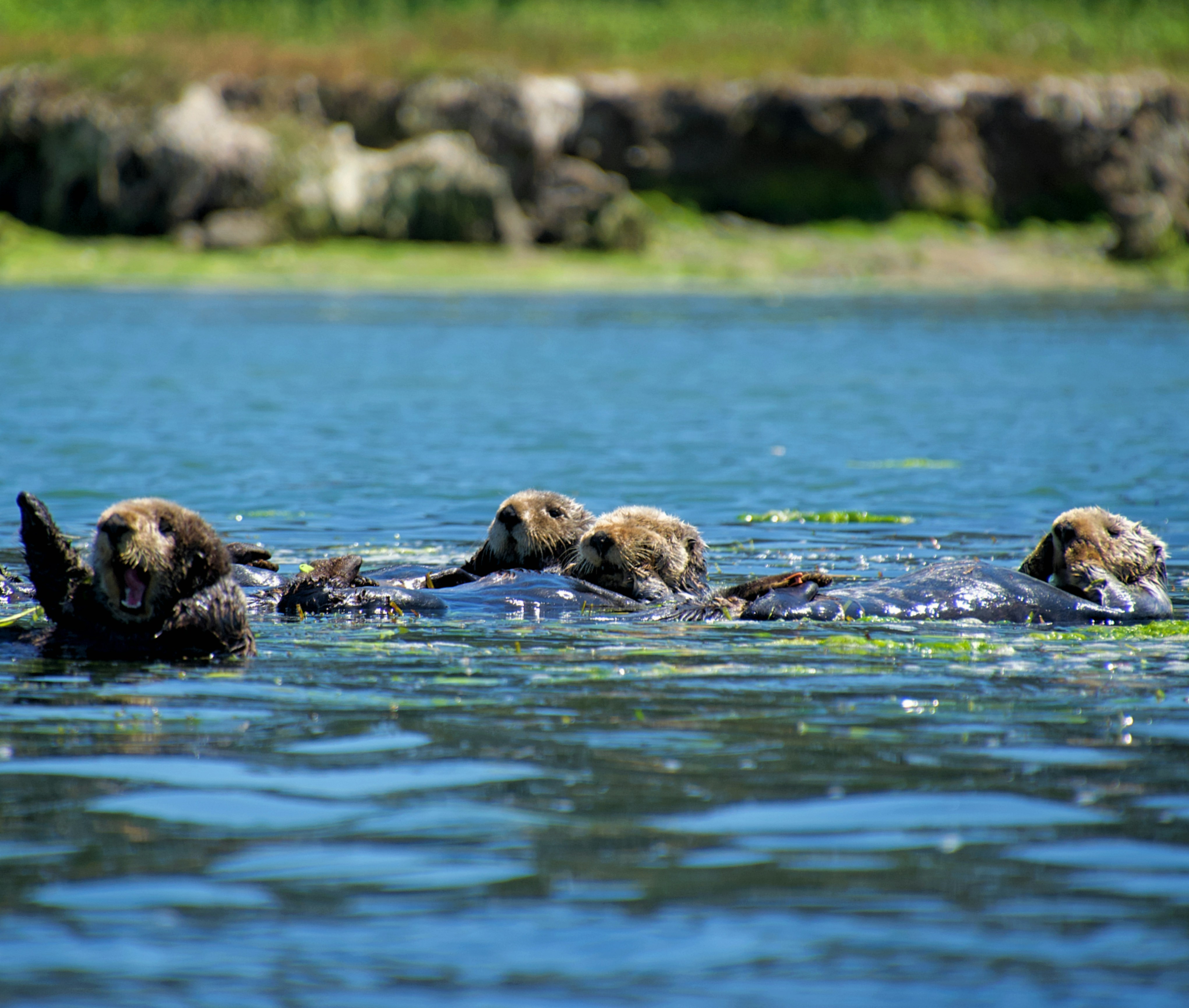 A group of sea otters floating together in a serene aquatic environment, showcasing their playful nature amidst vibrant green algae.