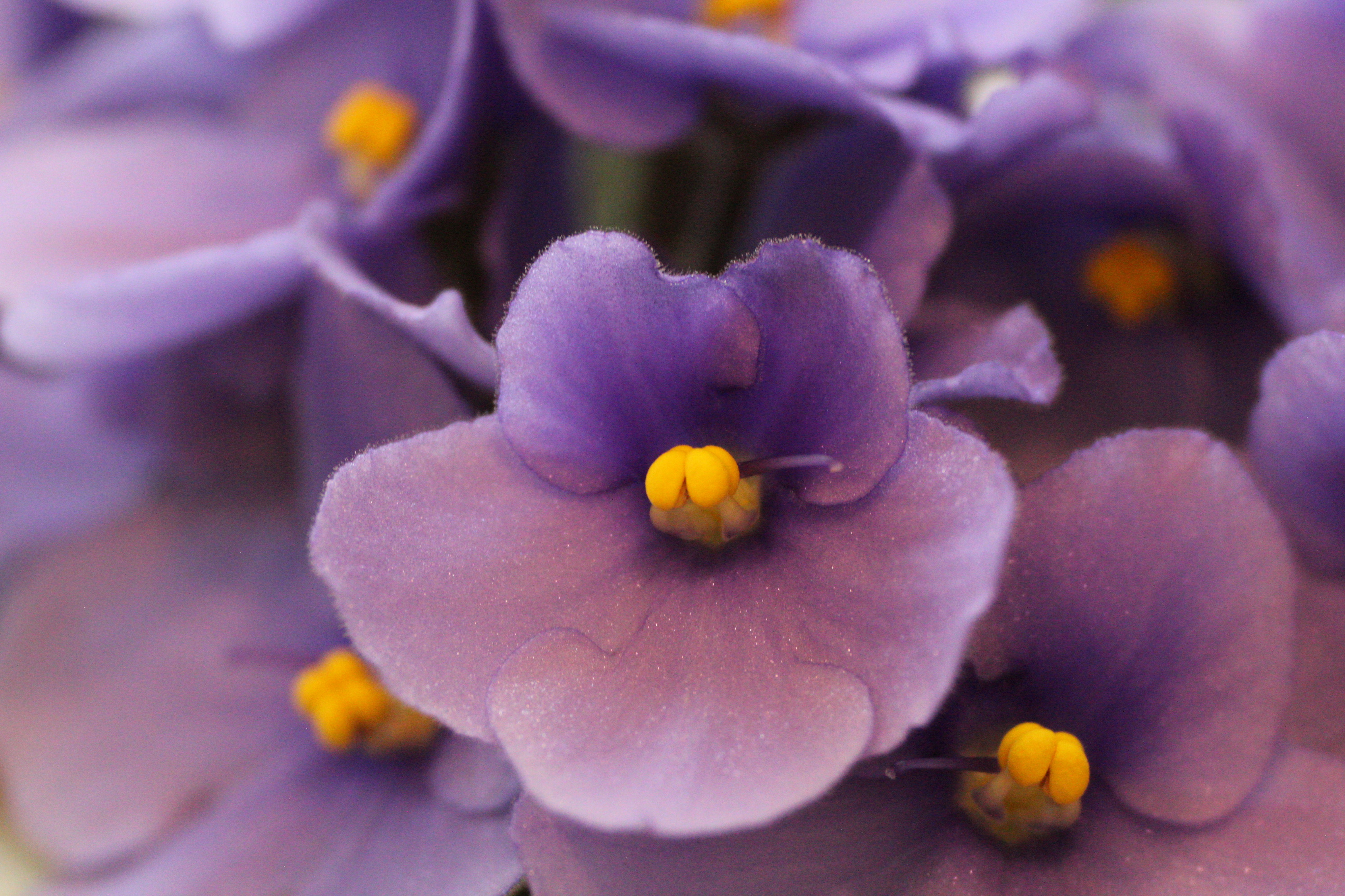 Delicate violet flowers showcase their soft petals and vibrant yellow centers, creating a harmonious blend of color and texture.