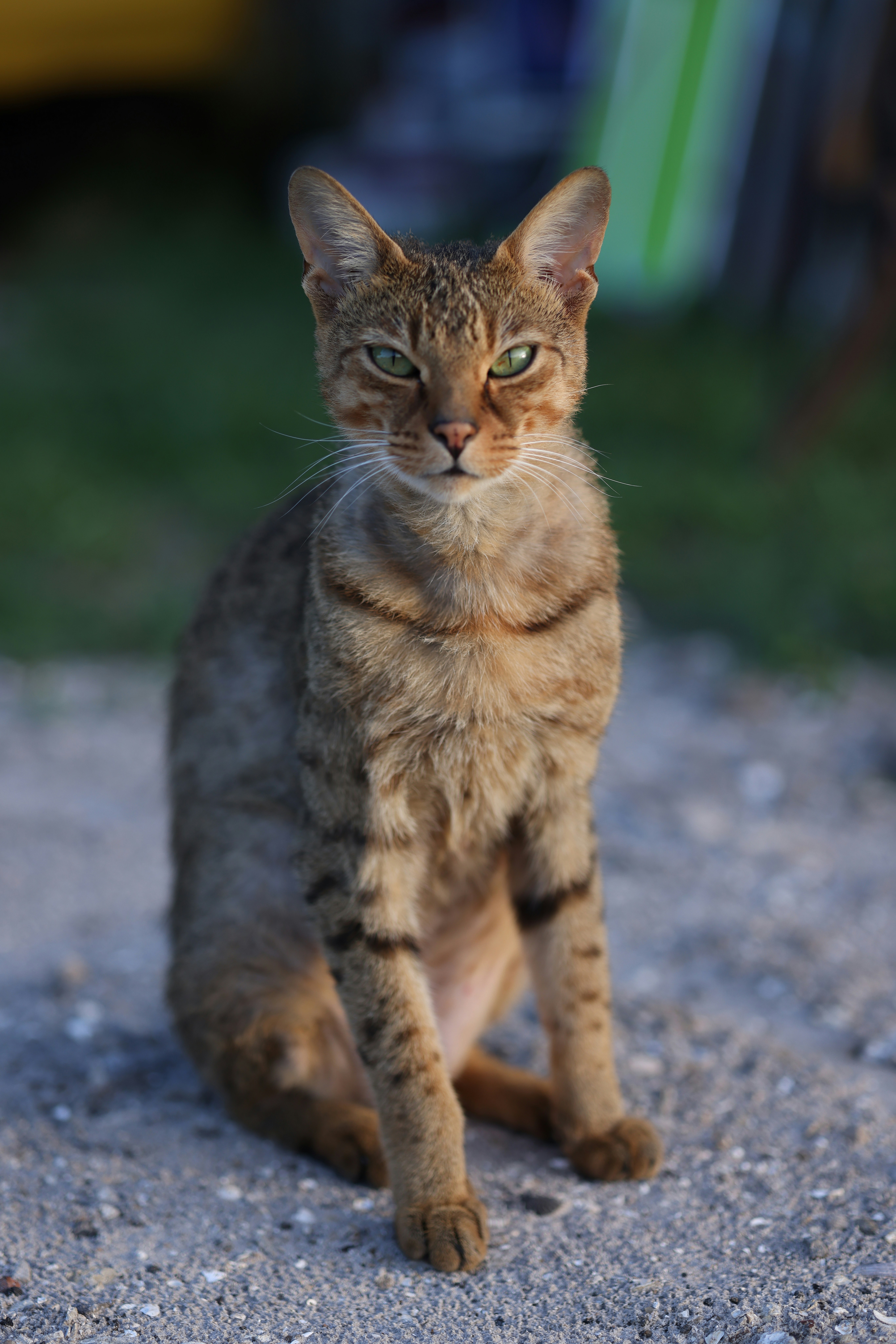 A focused cat sitting on a sandy surface, showcasing its striking green eyes and unique fur pattern. The background hints at a natural setting.