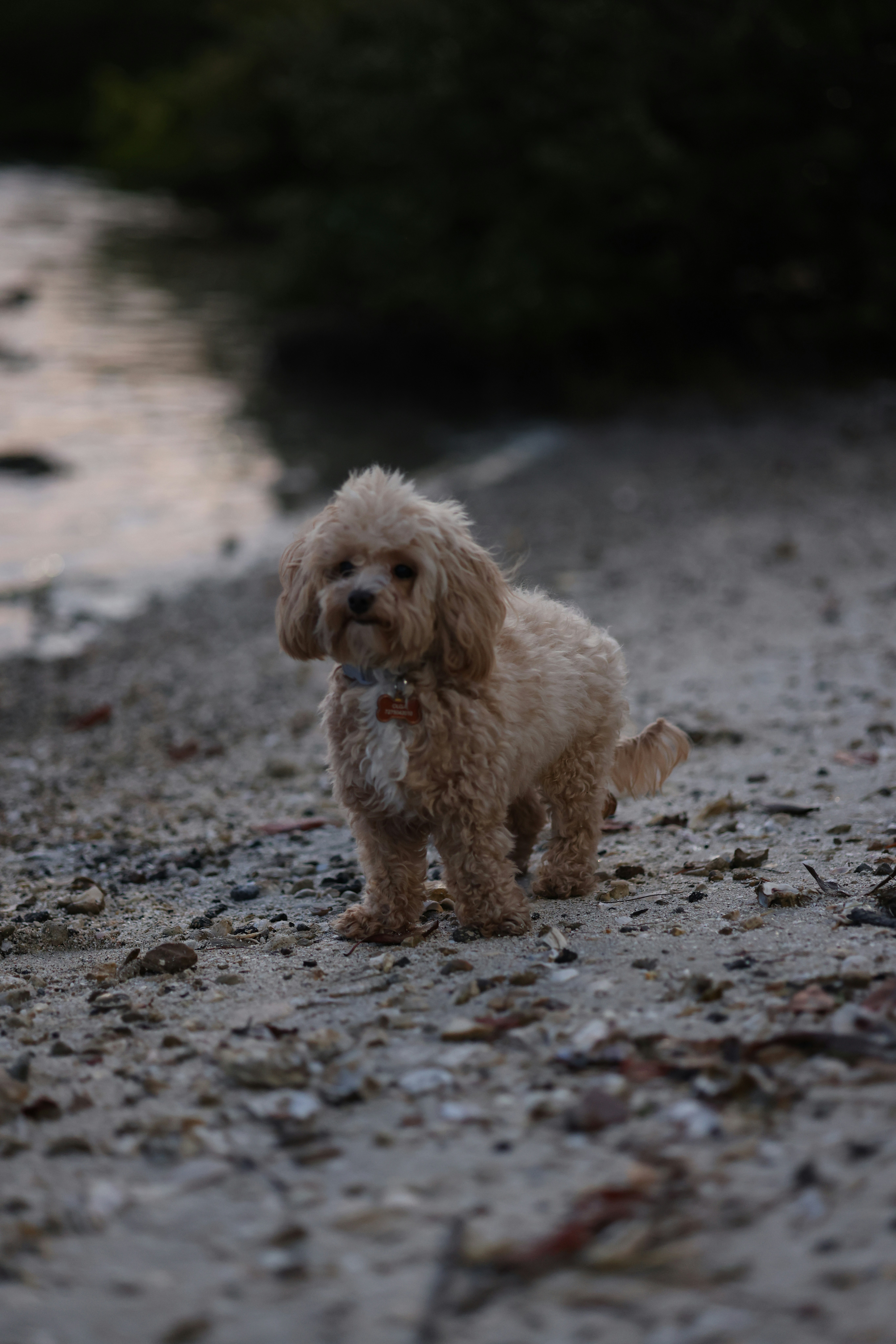 Fluffy dog standing on a sandy beach near the water's edge, surrounded by scattered pebbles and leaves.