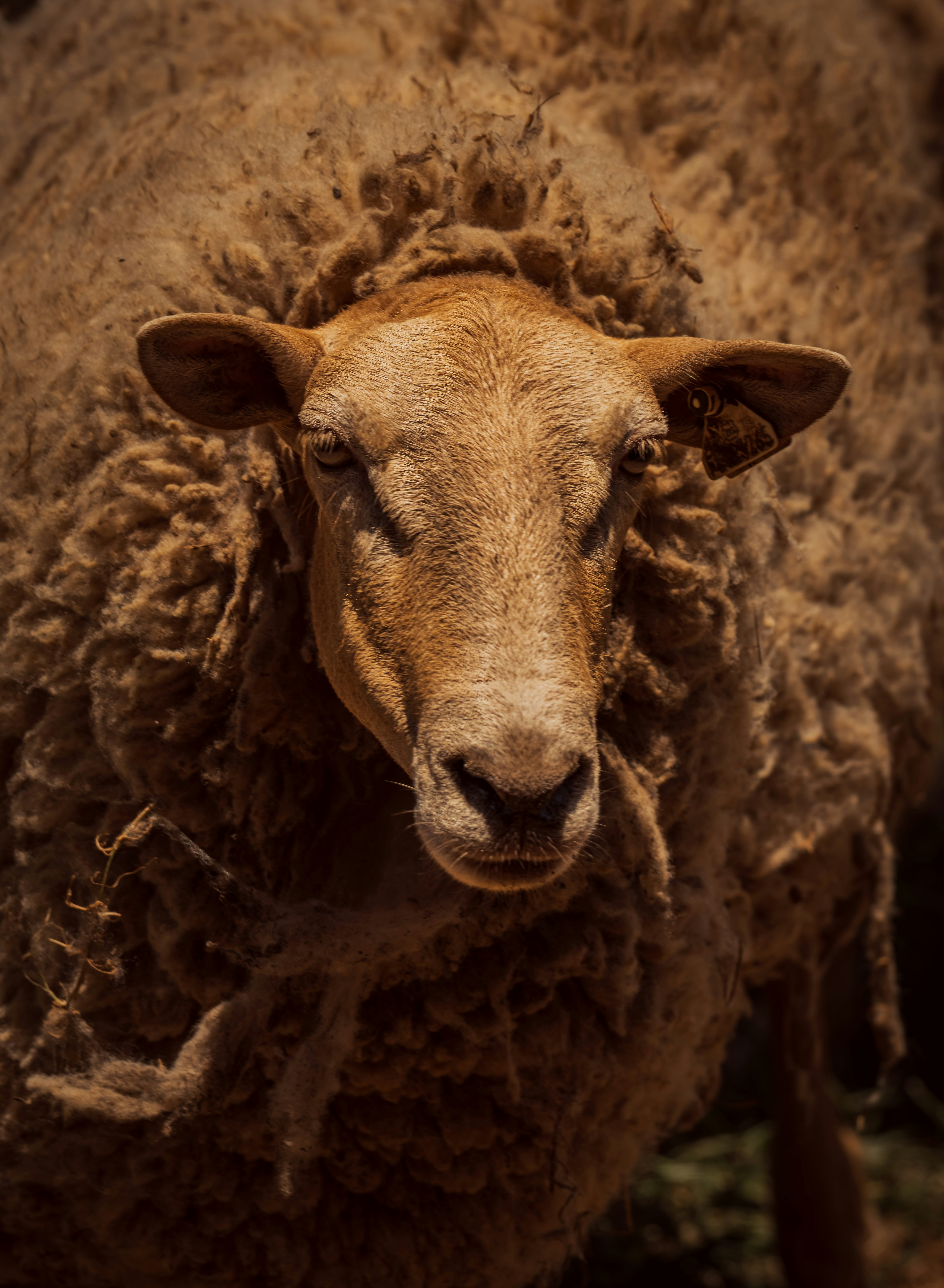 Gaze Through the Fleece: A Close Portrait of a Woolly Ram