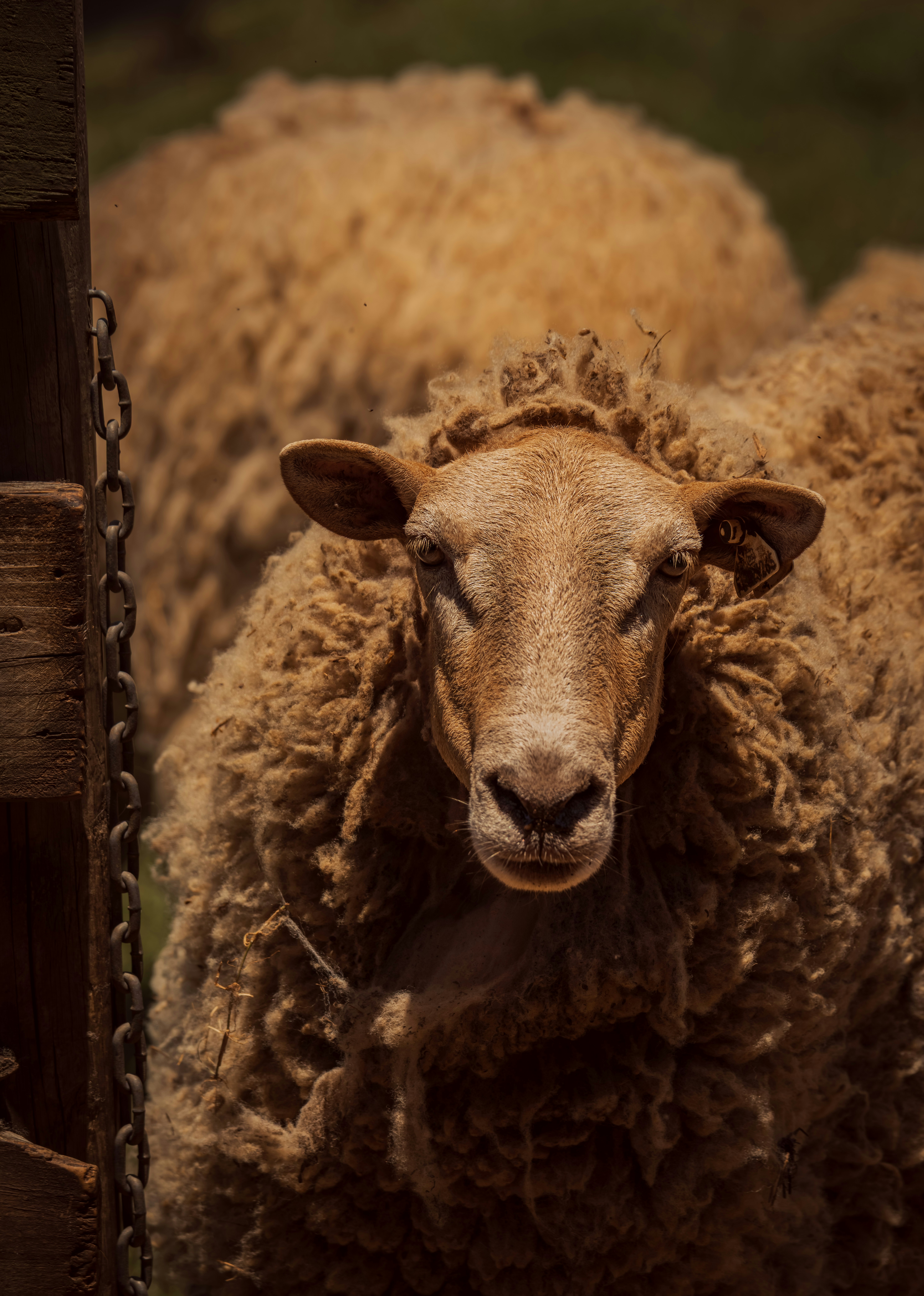 A sheep’s gaze frozen in time, telling a silent story of pastoral landscapes and rustic charm.