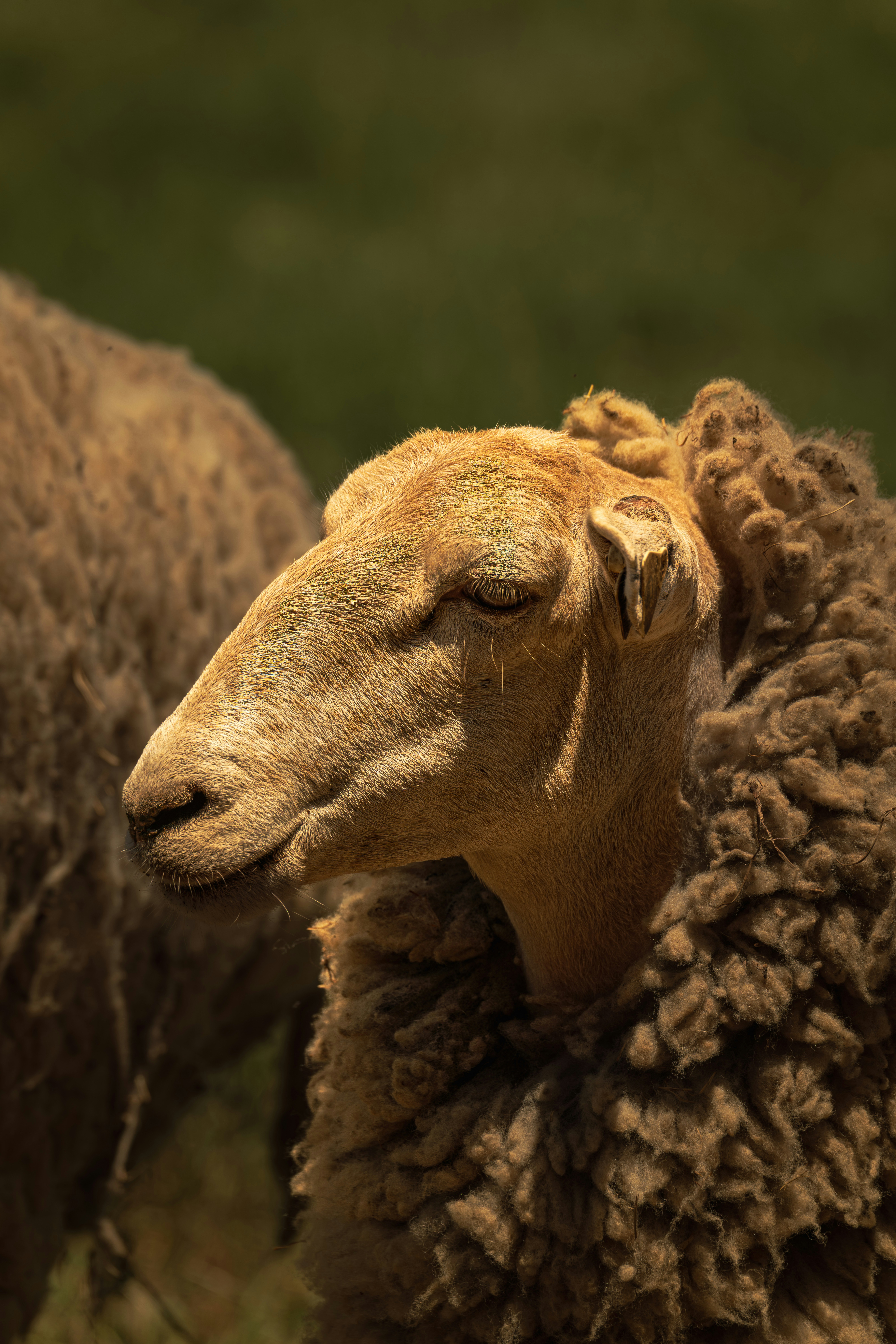 A sheep’s gaze frozen in time, telling a silent story of pastoral landscapes and rustic charm. | A sheep grazes peacefully with its eyes closed.