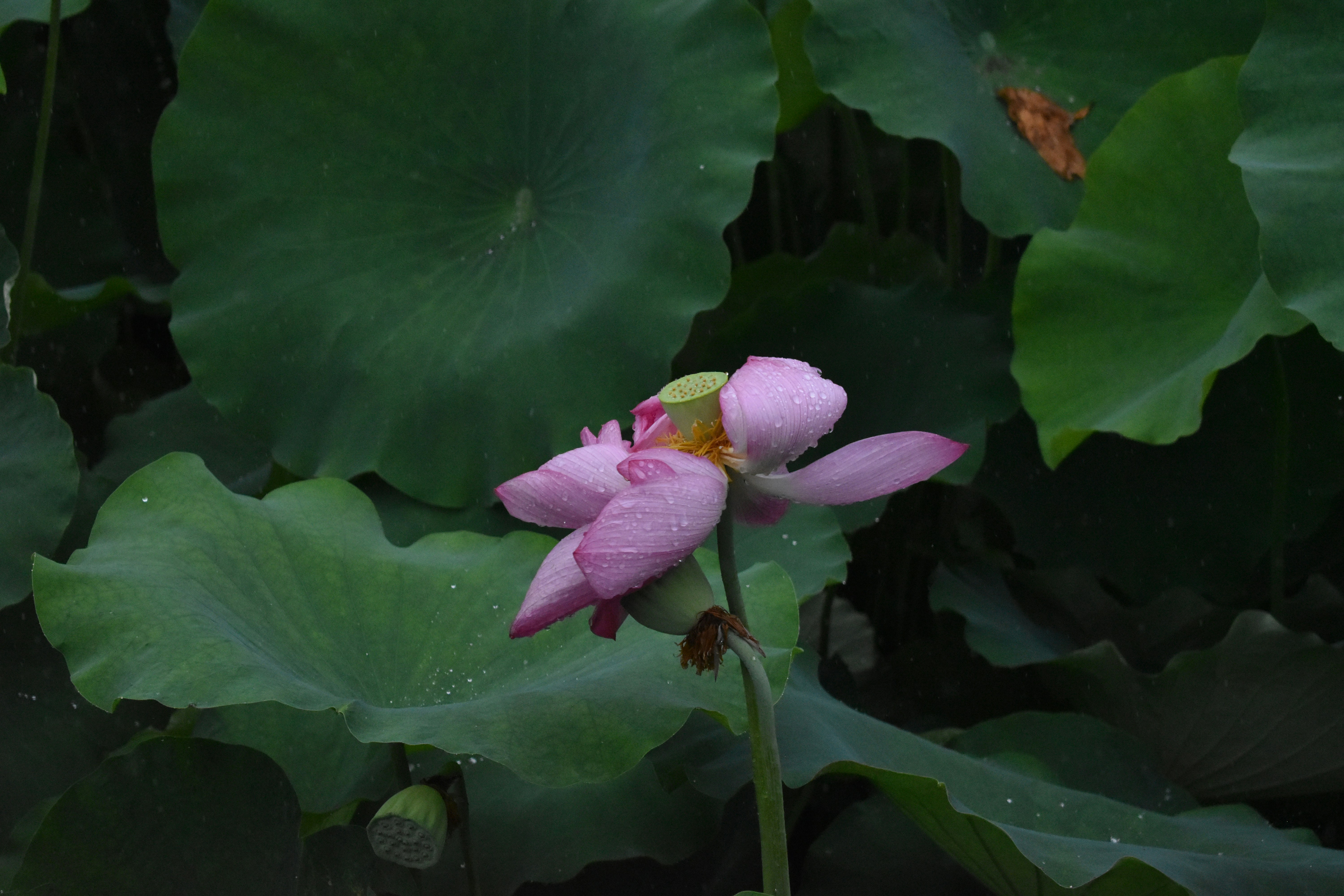 Rosy Lotus Bud Among Emerald Leaves: a Quiet Morning Study