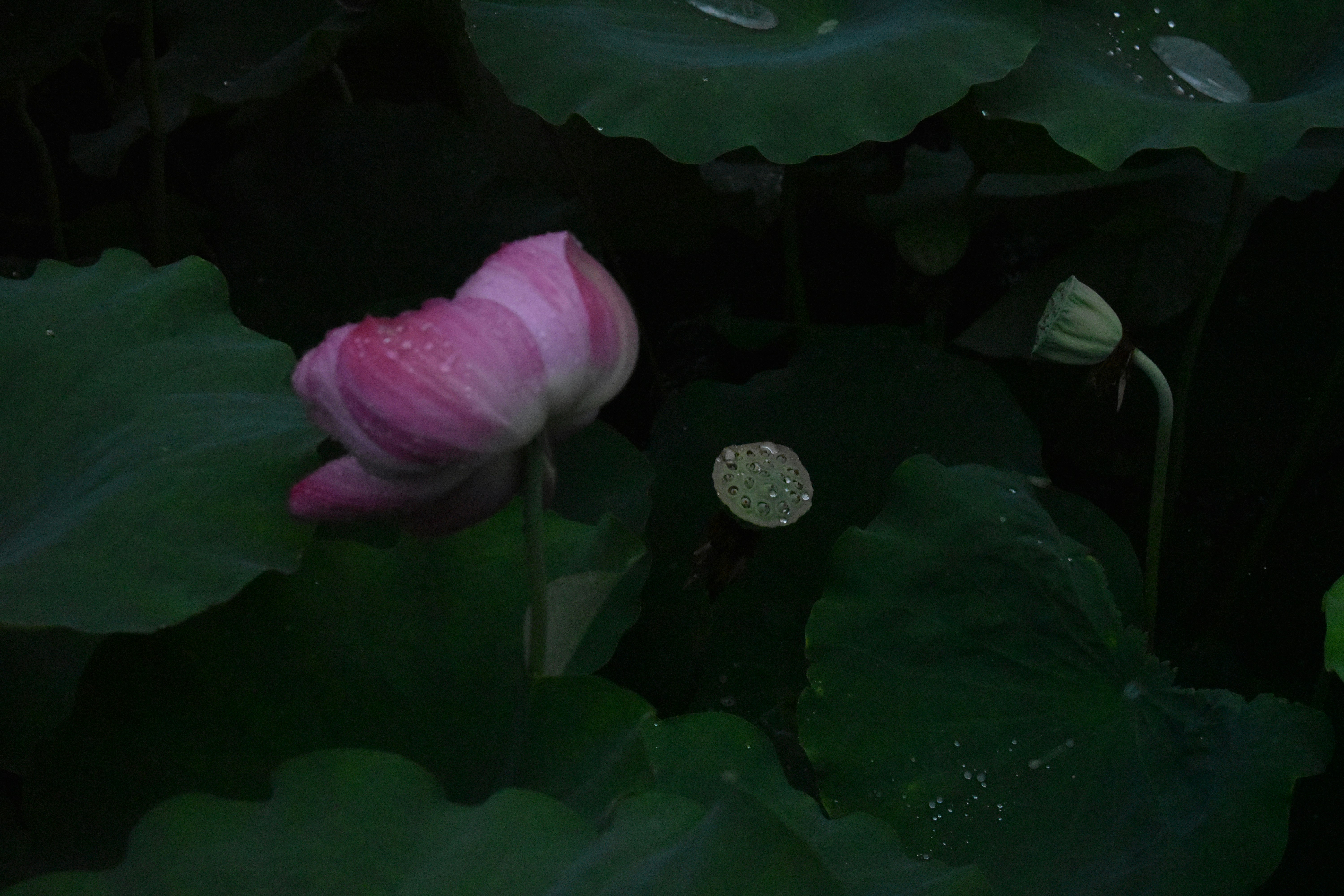 A pink lotus flower blooms among green leaves.