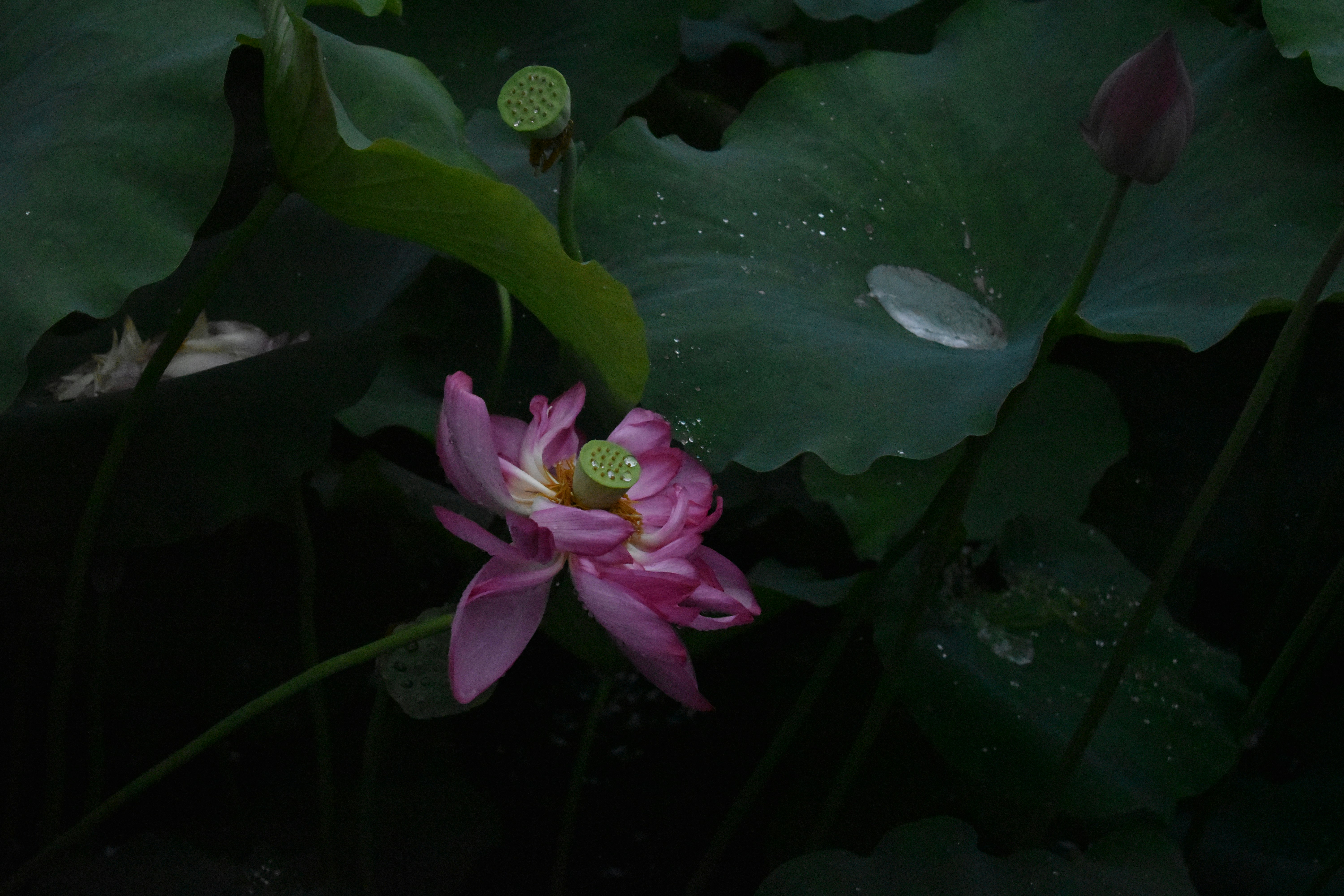 Pink Lotus in Shadowed Green: A Quiet Low-Light Bloom