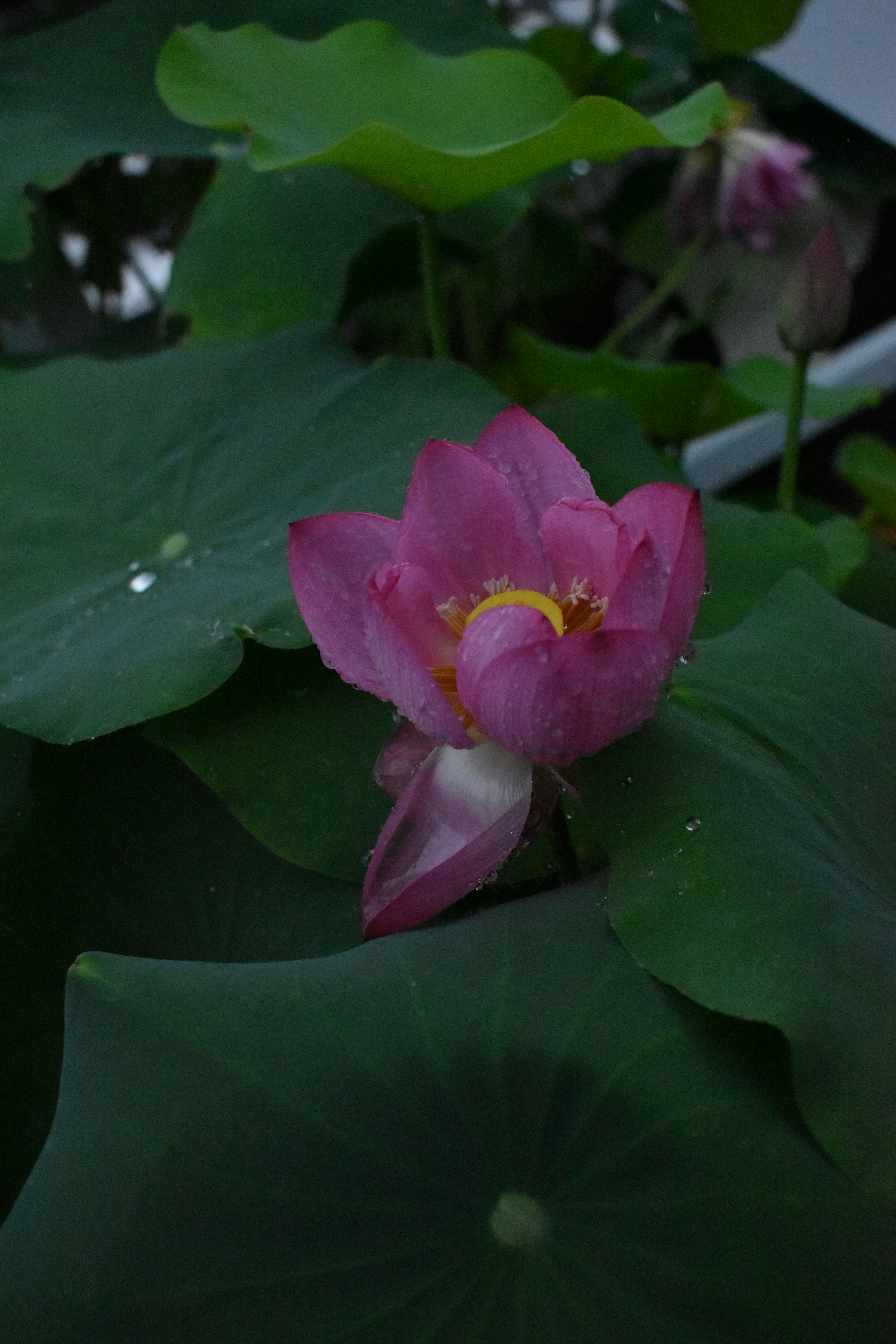 Delicate pink lotus flower emerging from lush green leaves, adorned with droplets of water. The tranquil setting evokes a sense of peace.