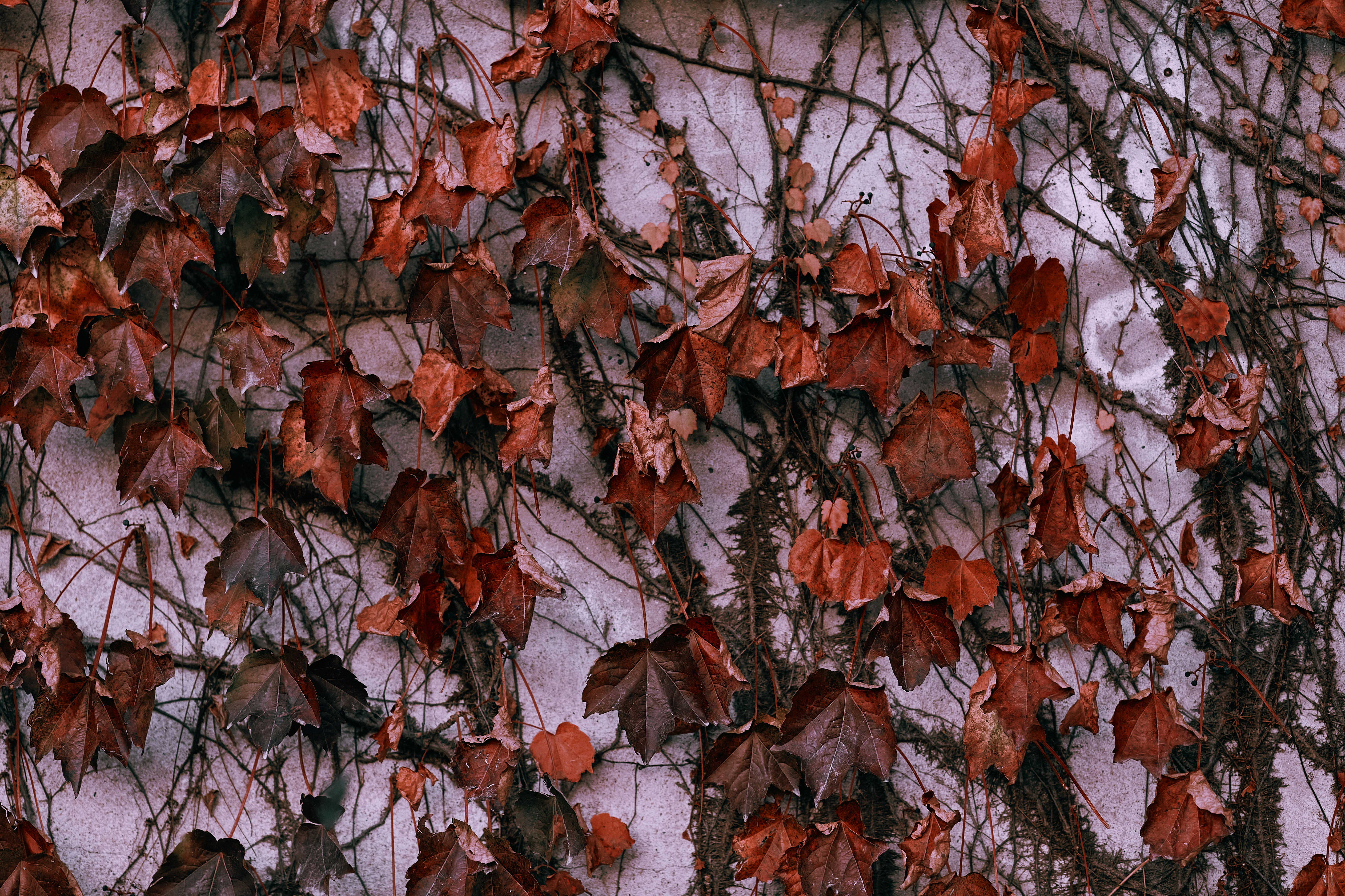 Stone wall covered with red vine leaves (decorative ivy), close-up photo, background for website and creativity. | Autumn leaves crawl across a light-colored wall.