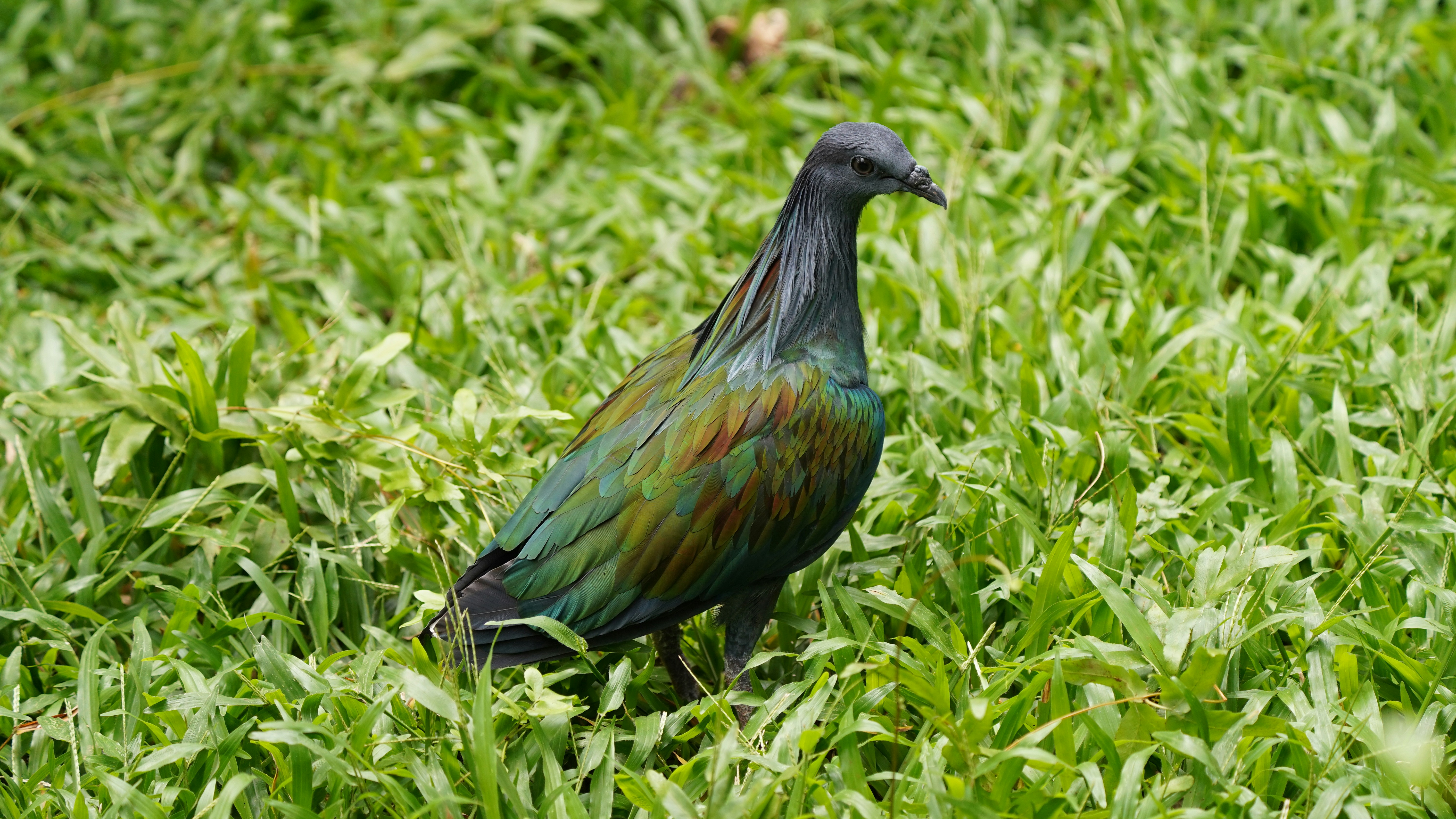 Emerald Feathers Among the Green
