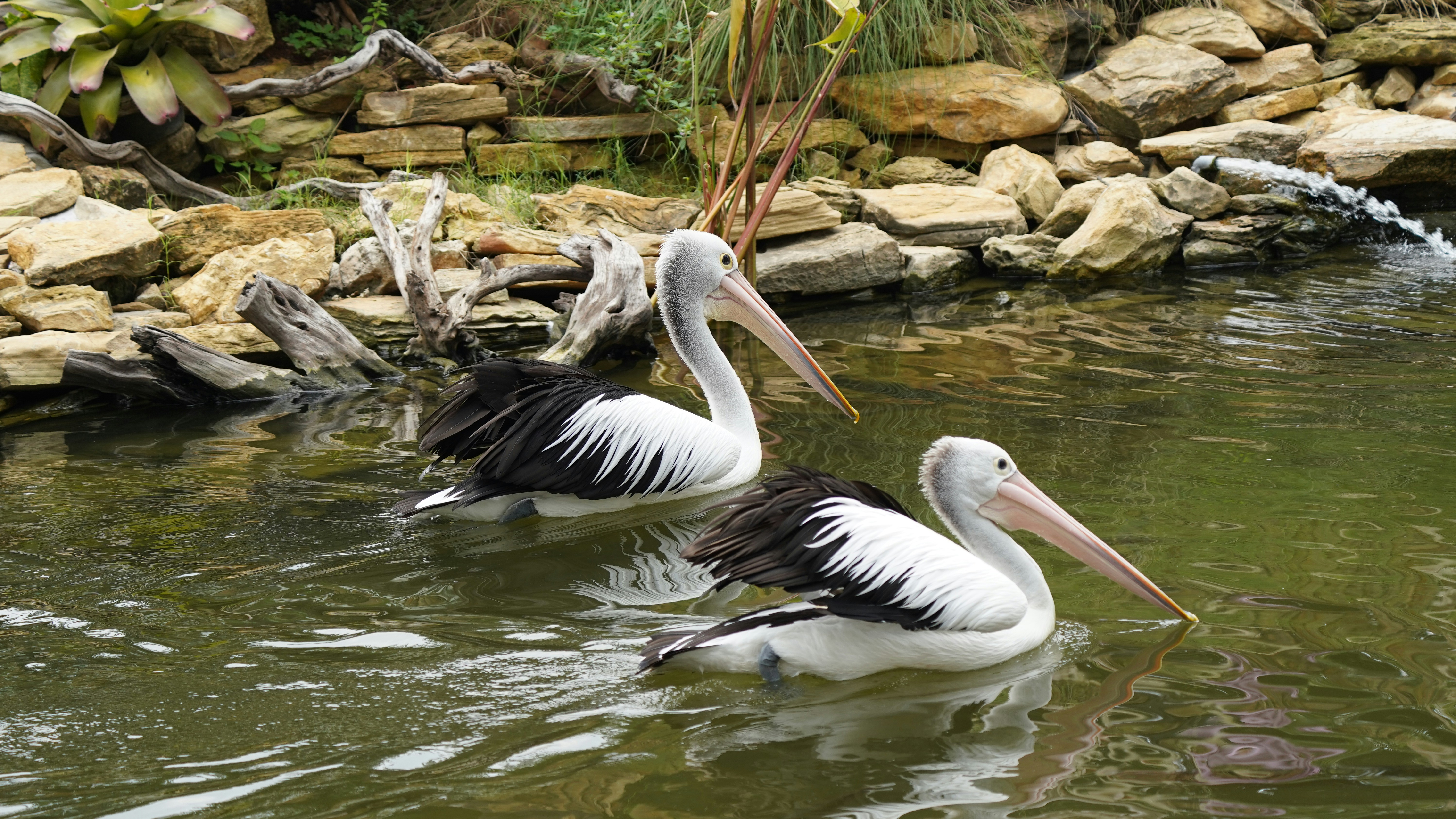 Graceful Companions in Tranquil Waters