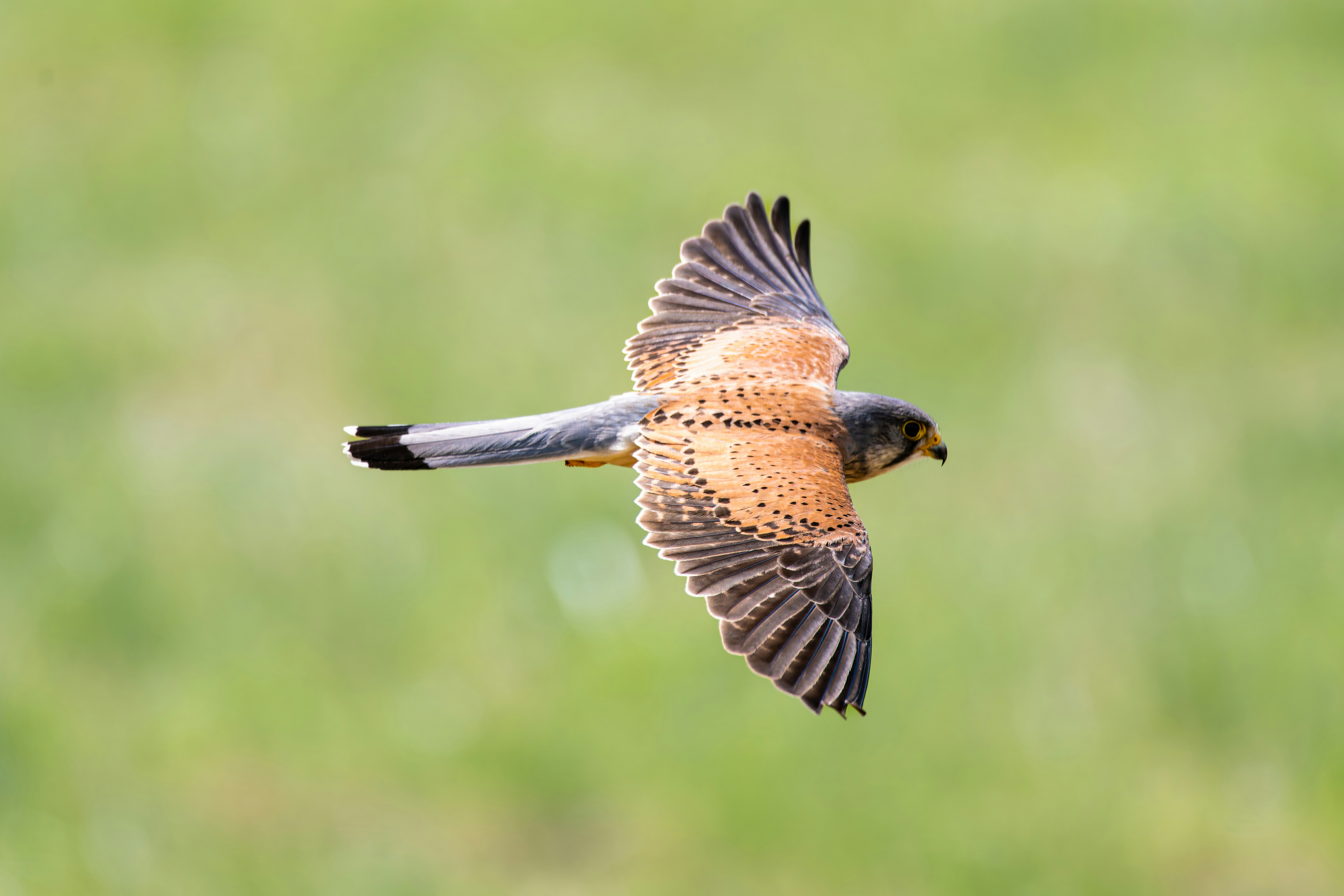 Amber Wings in a Meadow Glide: A Crisp Portrait of Flight
