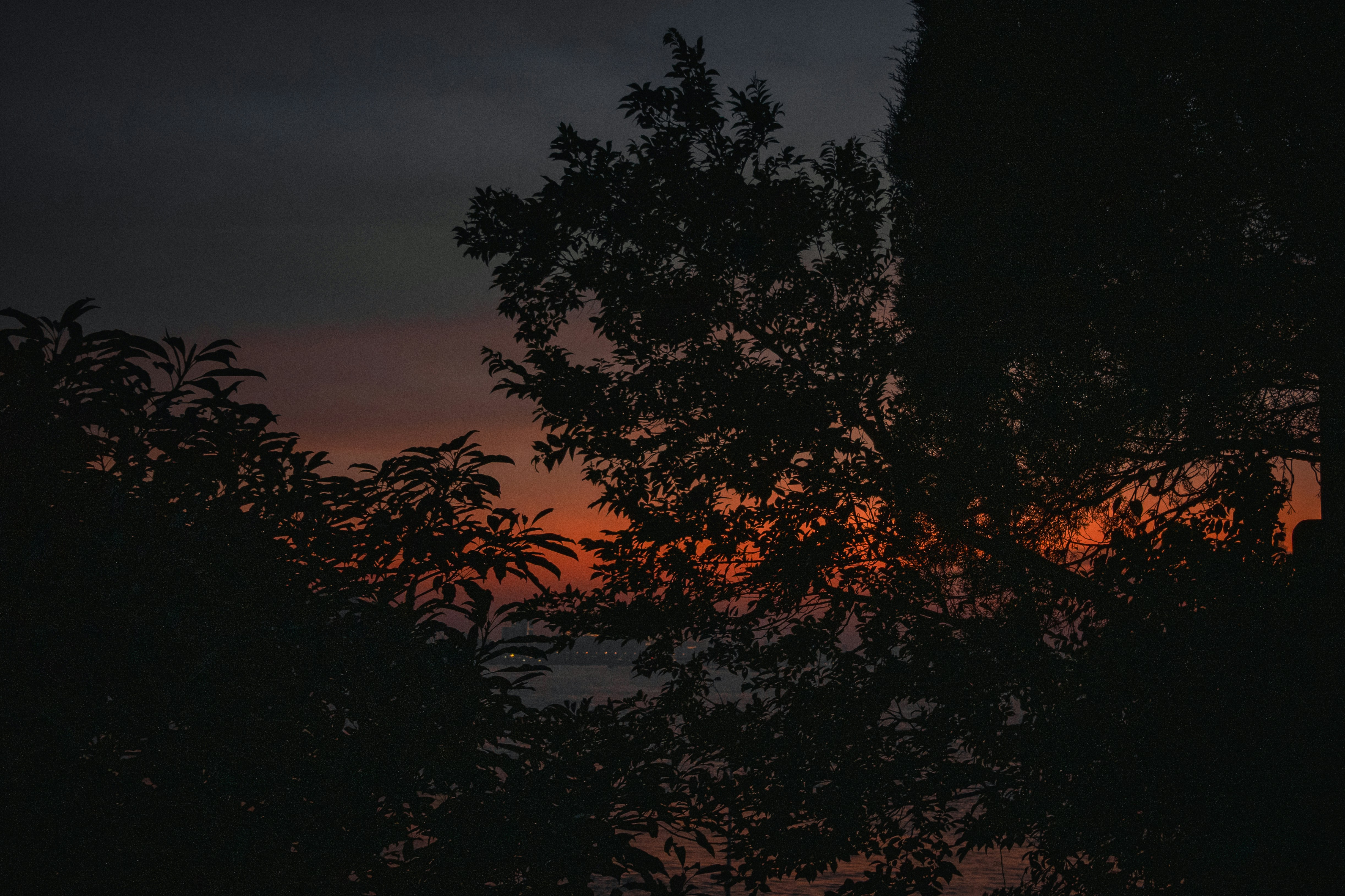 Silhouetted branches frame a vibrant sunset, casting a serene atmosphere over the horizon. The interplay of light and dark creates a tranquil moment.