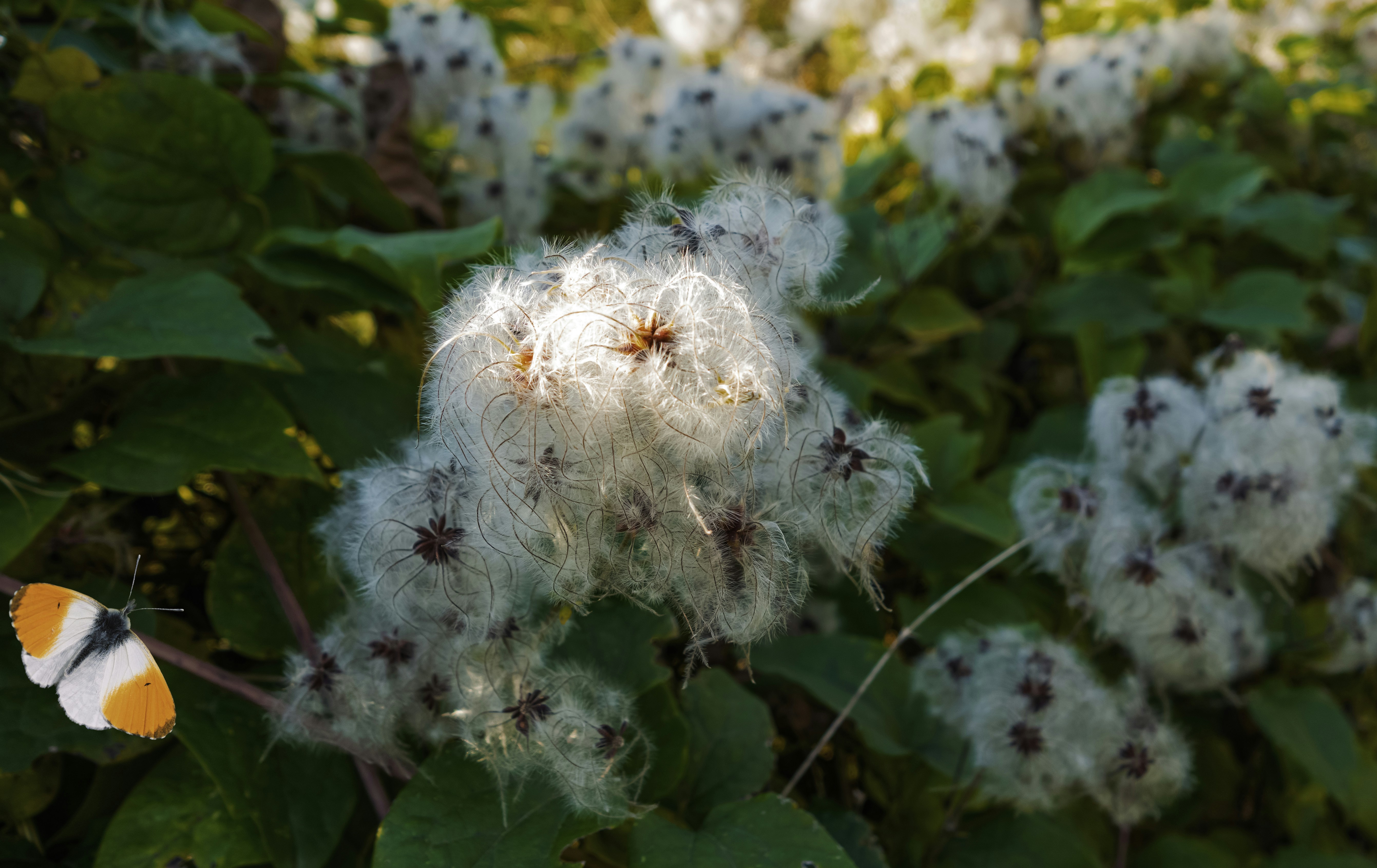 Whispers of Nature: A Delicate Encounter