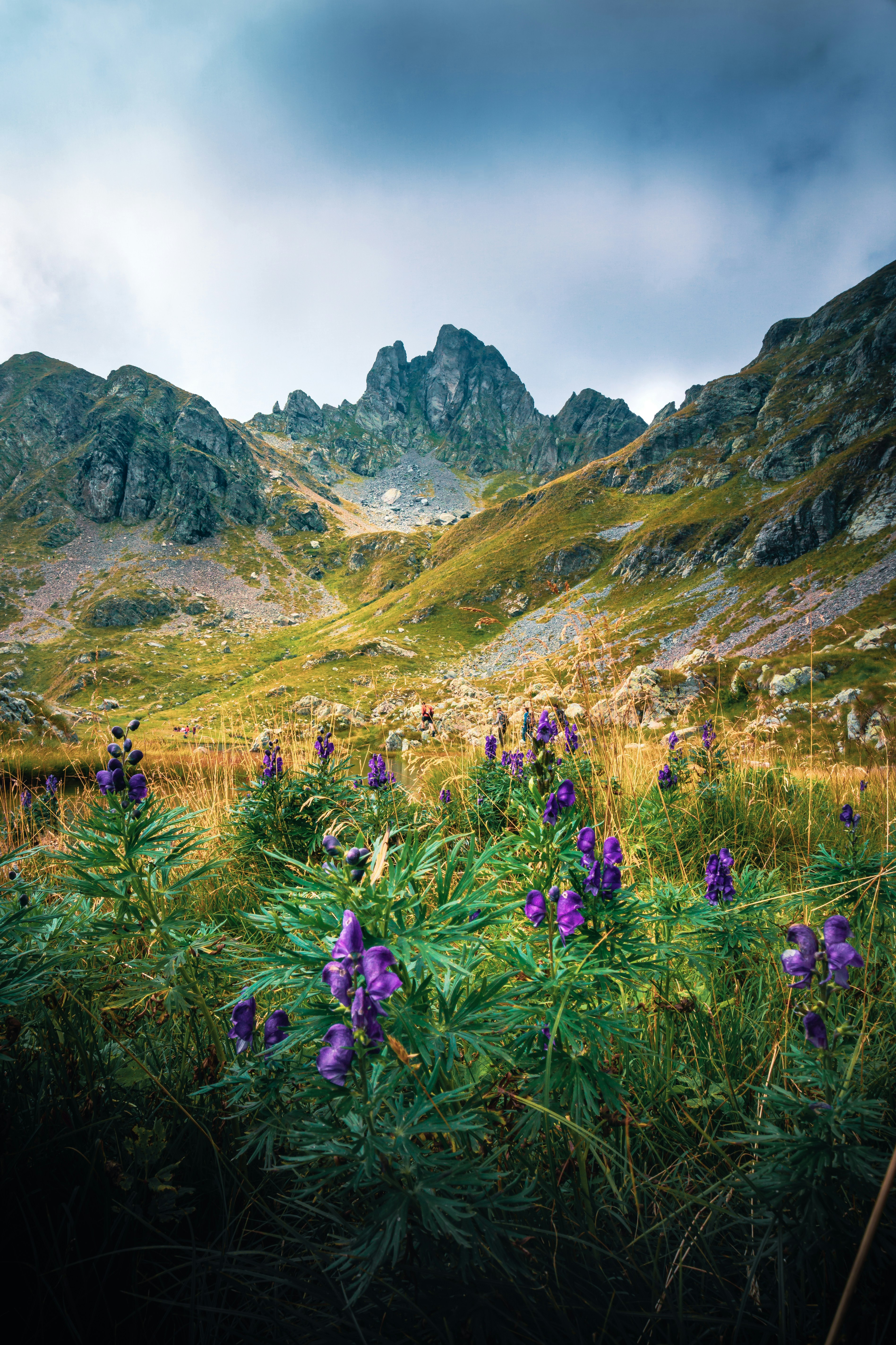 Alpine Jag: Violet Flowers Framing Rugged Peaks Under a Clouded Sky