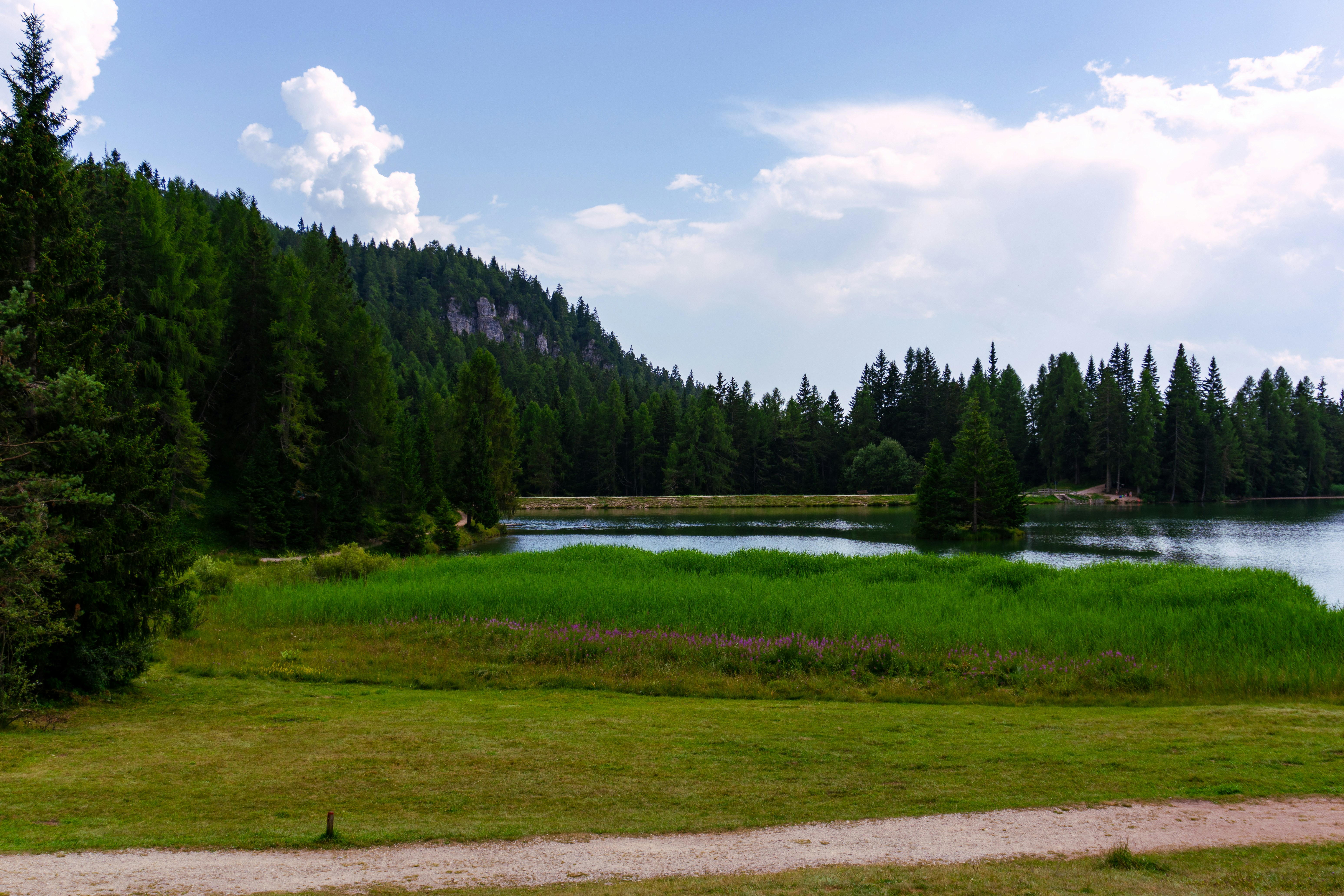 Lakeside Meadow: Pines, Water, and a Quiet Horizon