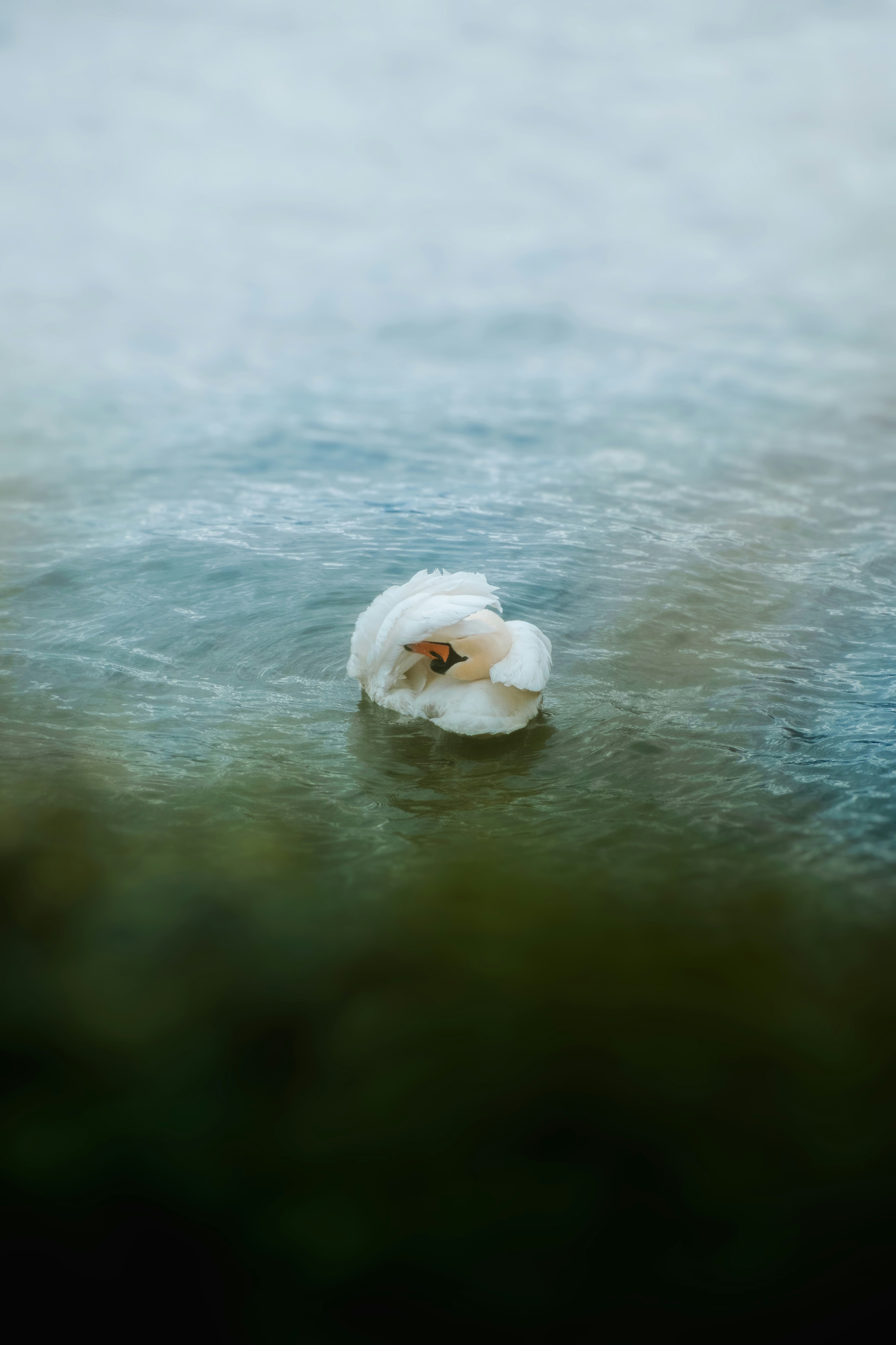 Serenity in Motion: The Graceful Swan