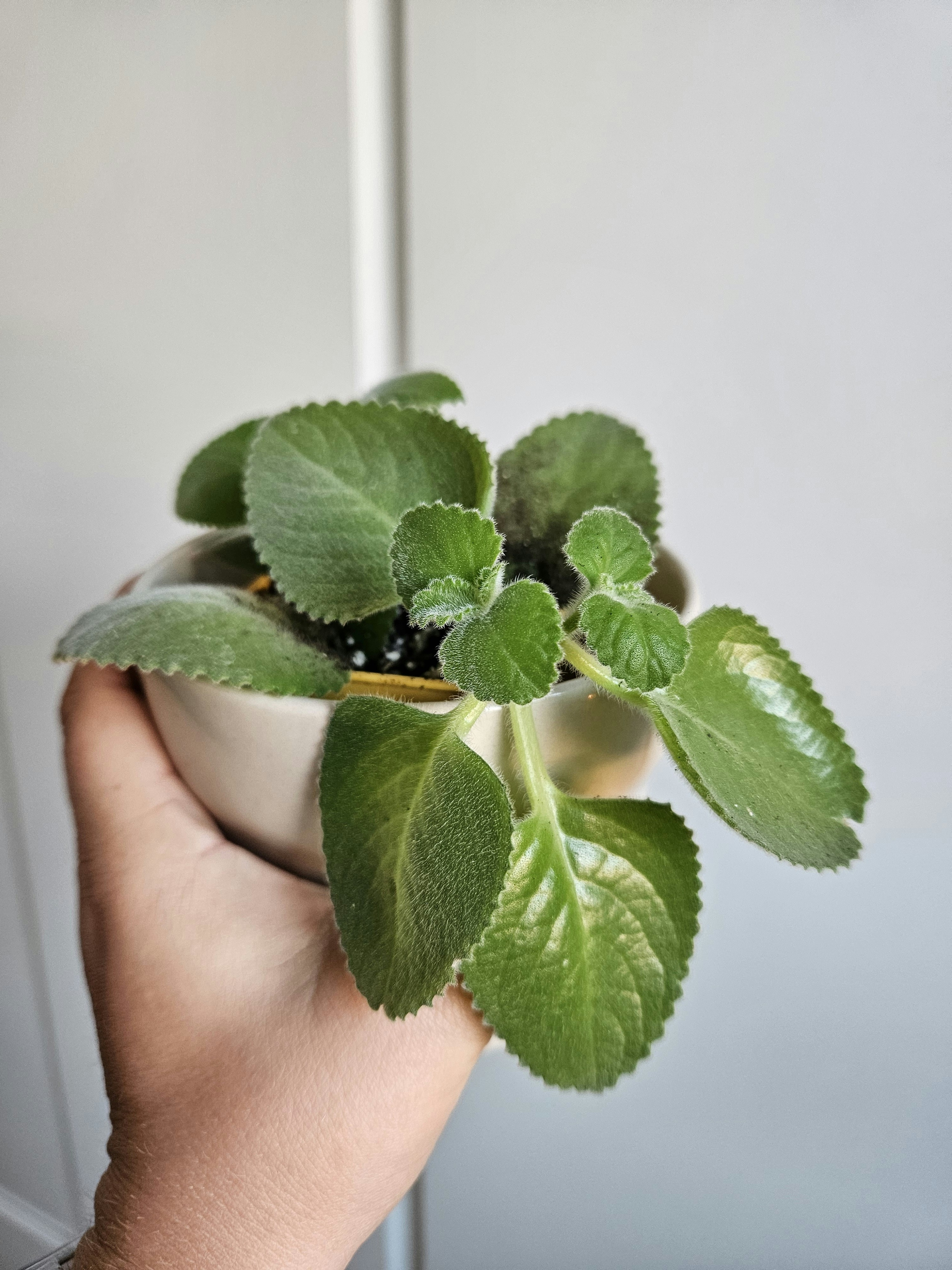Vibrant green plant held in a hand, showcasing its lush leaves and delicate structure. The background is softly blurred, emphasizing the plant's details.