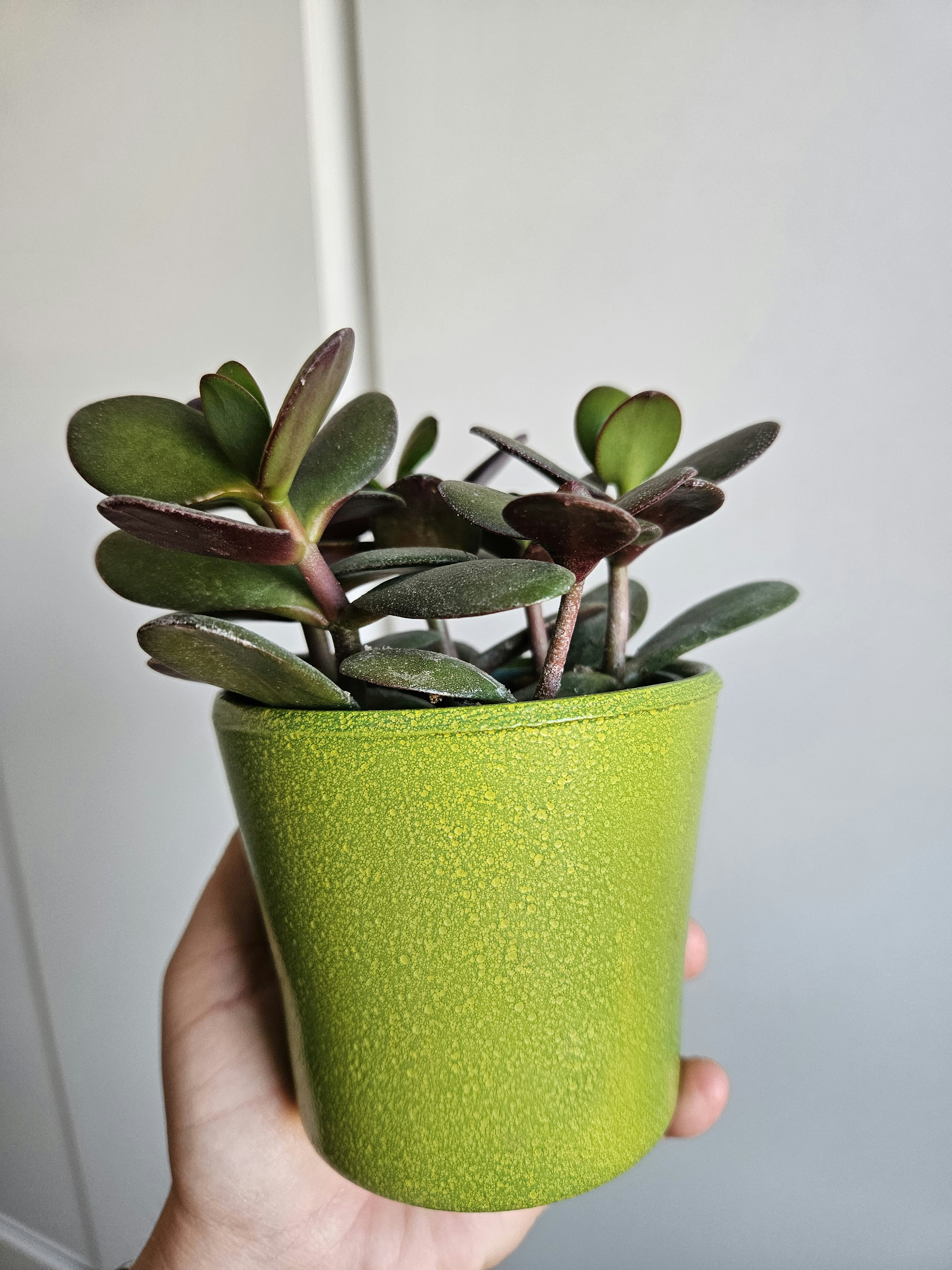 A succulent plant is in a small green pot.