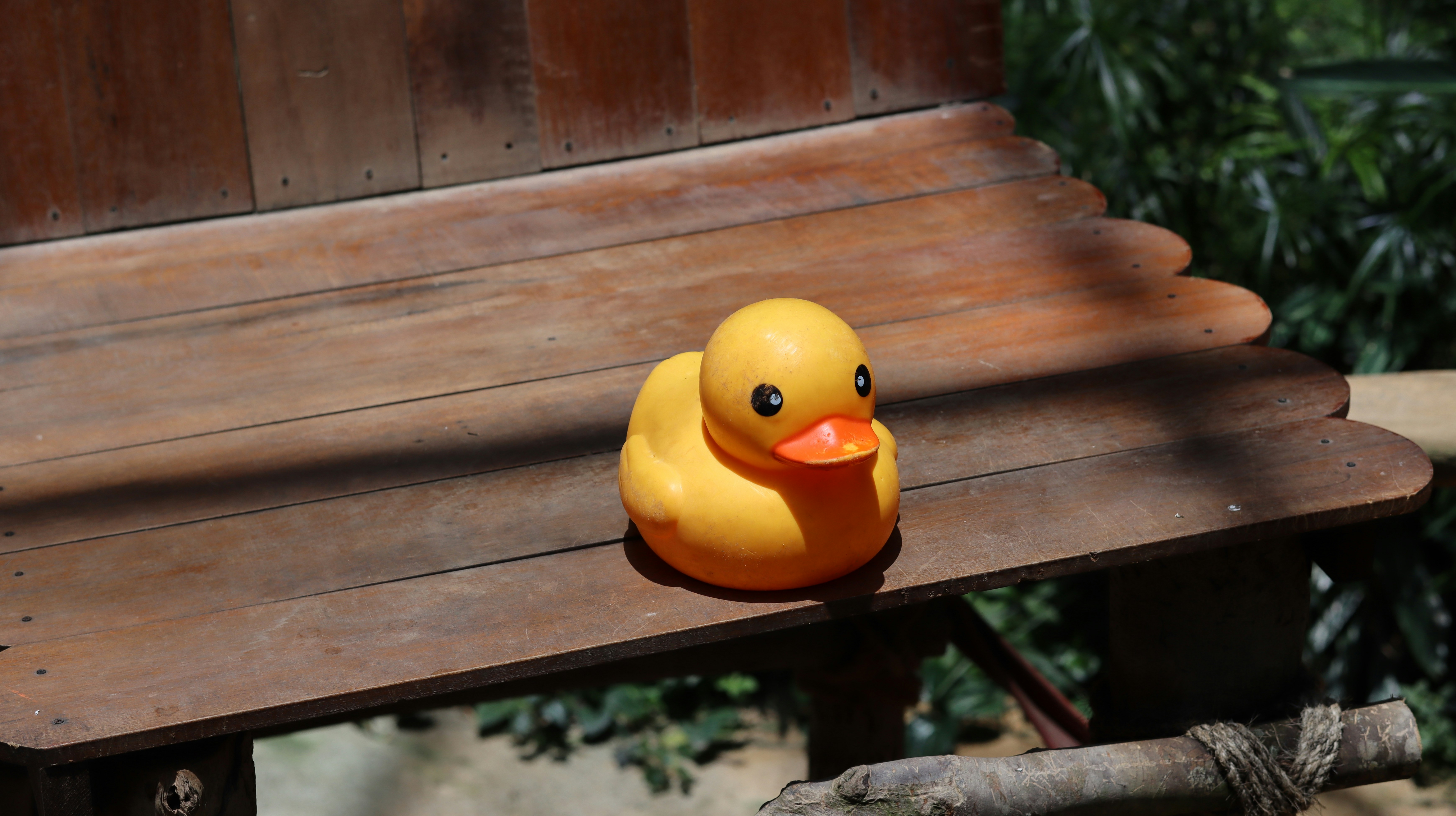 Sunlit Serenity: A Rubber Duck's Retreat