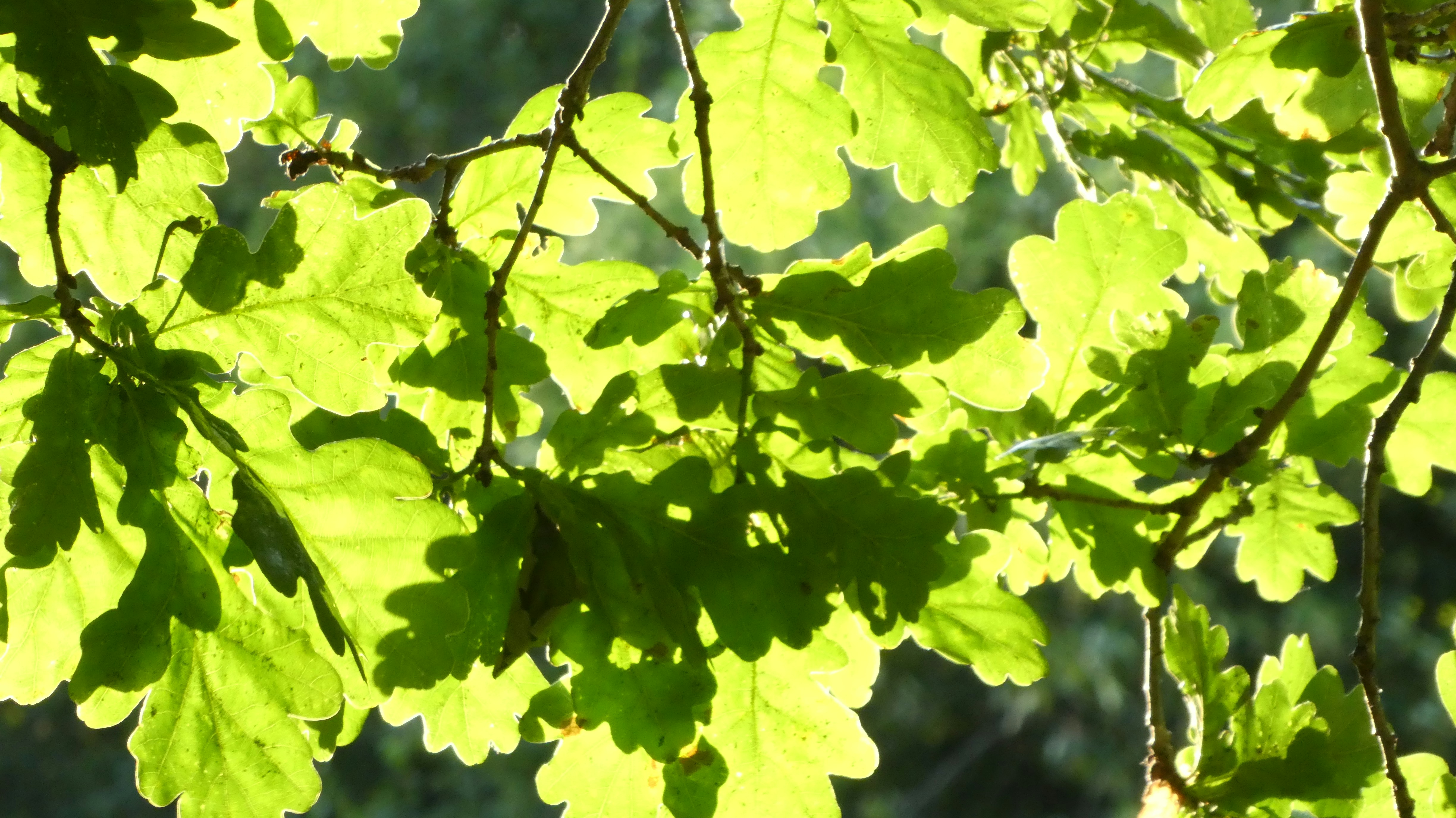 Oak Leave in late summer sun | Sunlight shines through vibrant green oak leaves.