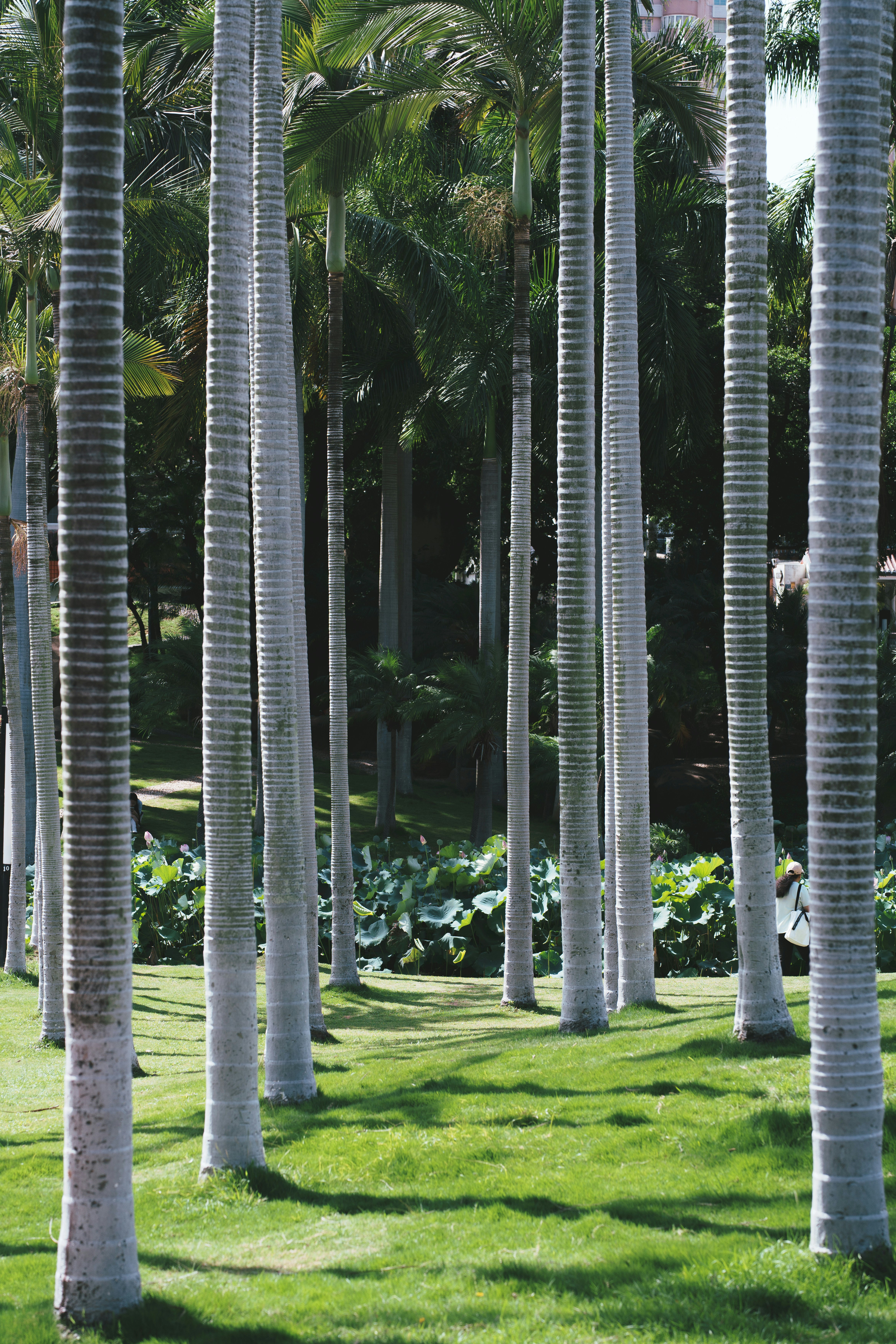 Row of silent sentinels: a grove of slender palm trunks
