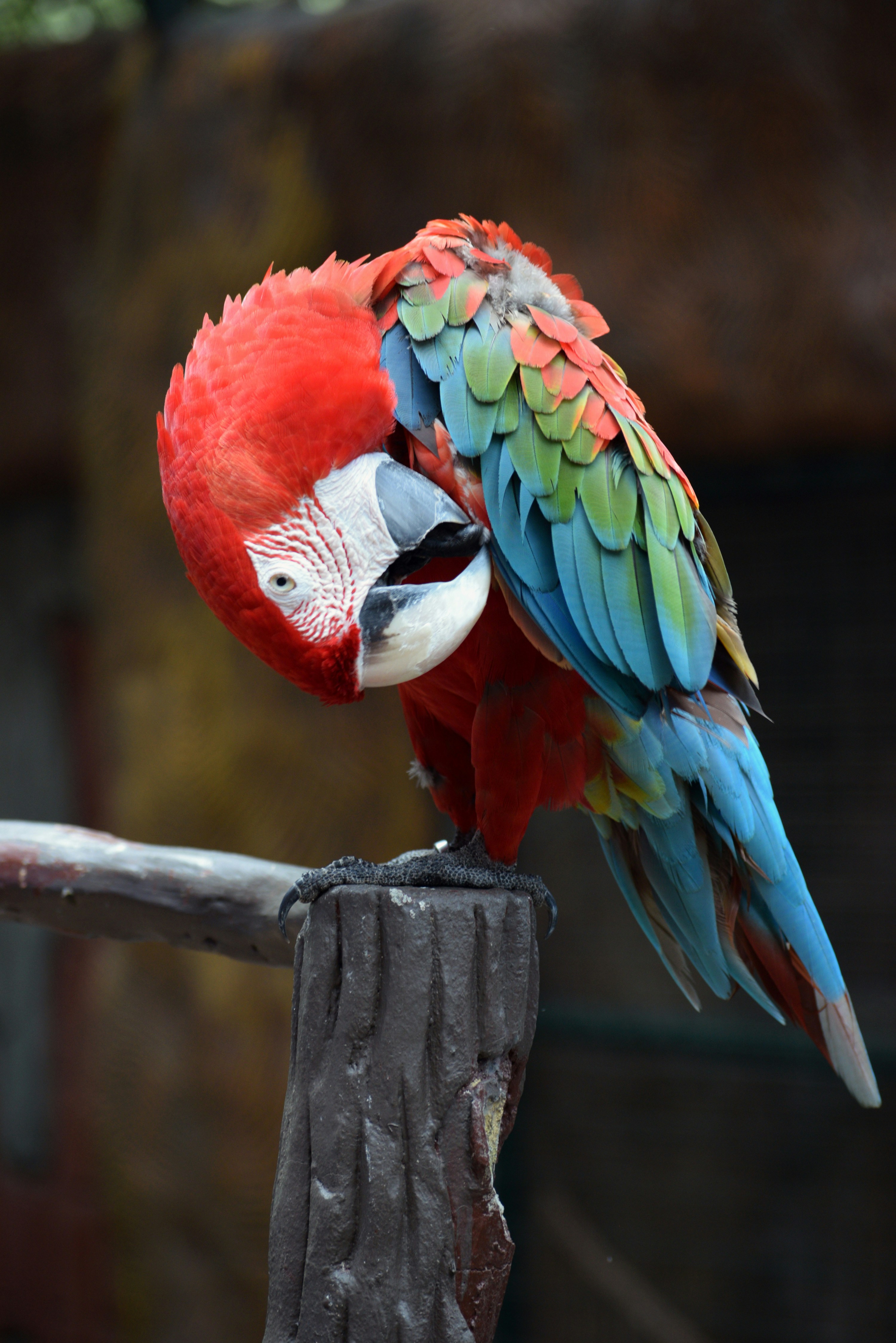 Scarlet Macaw Preening on a Weathered Post: A Burst of Azure and Emerald