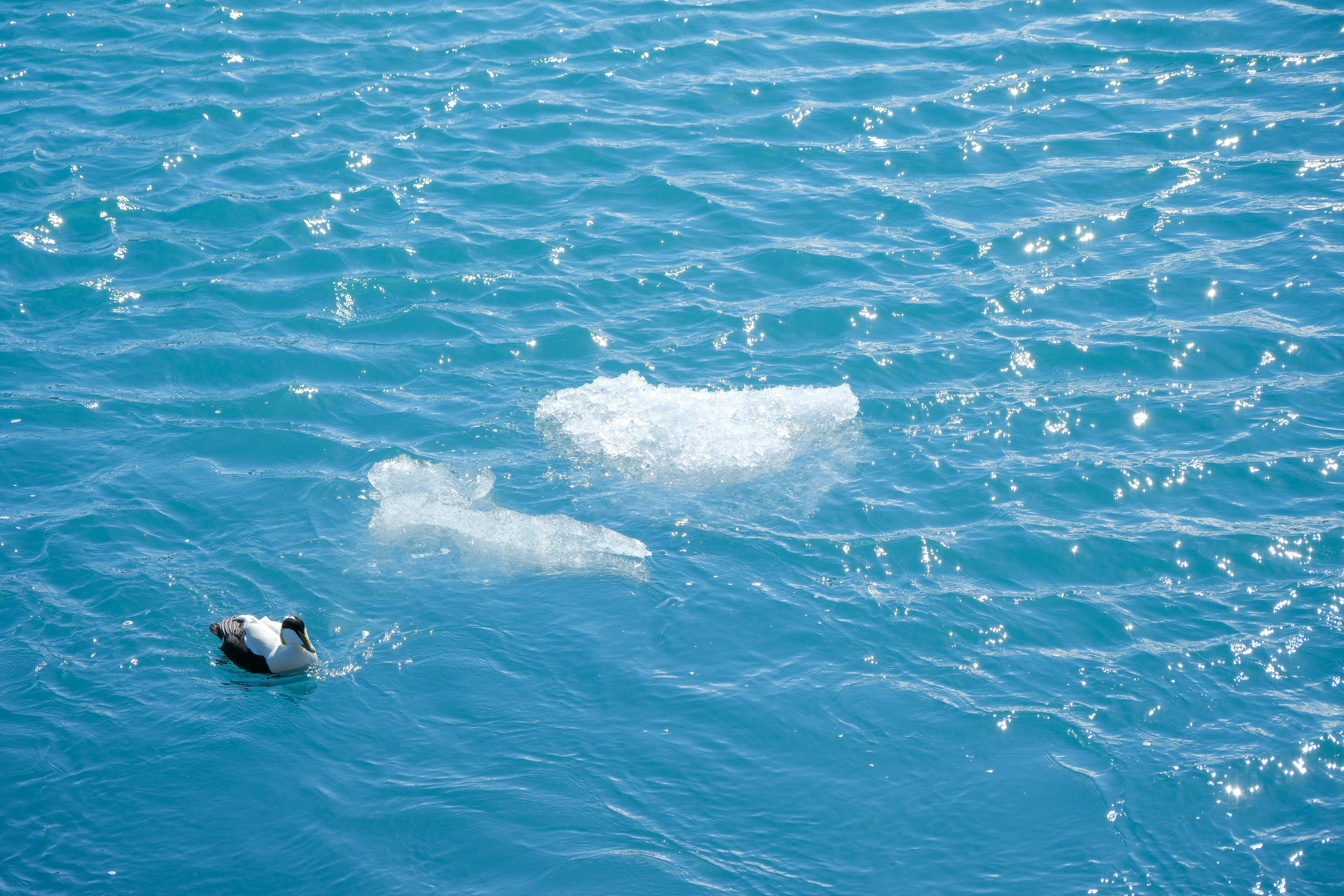 Ice floats in the blue ocean water.