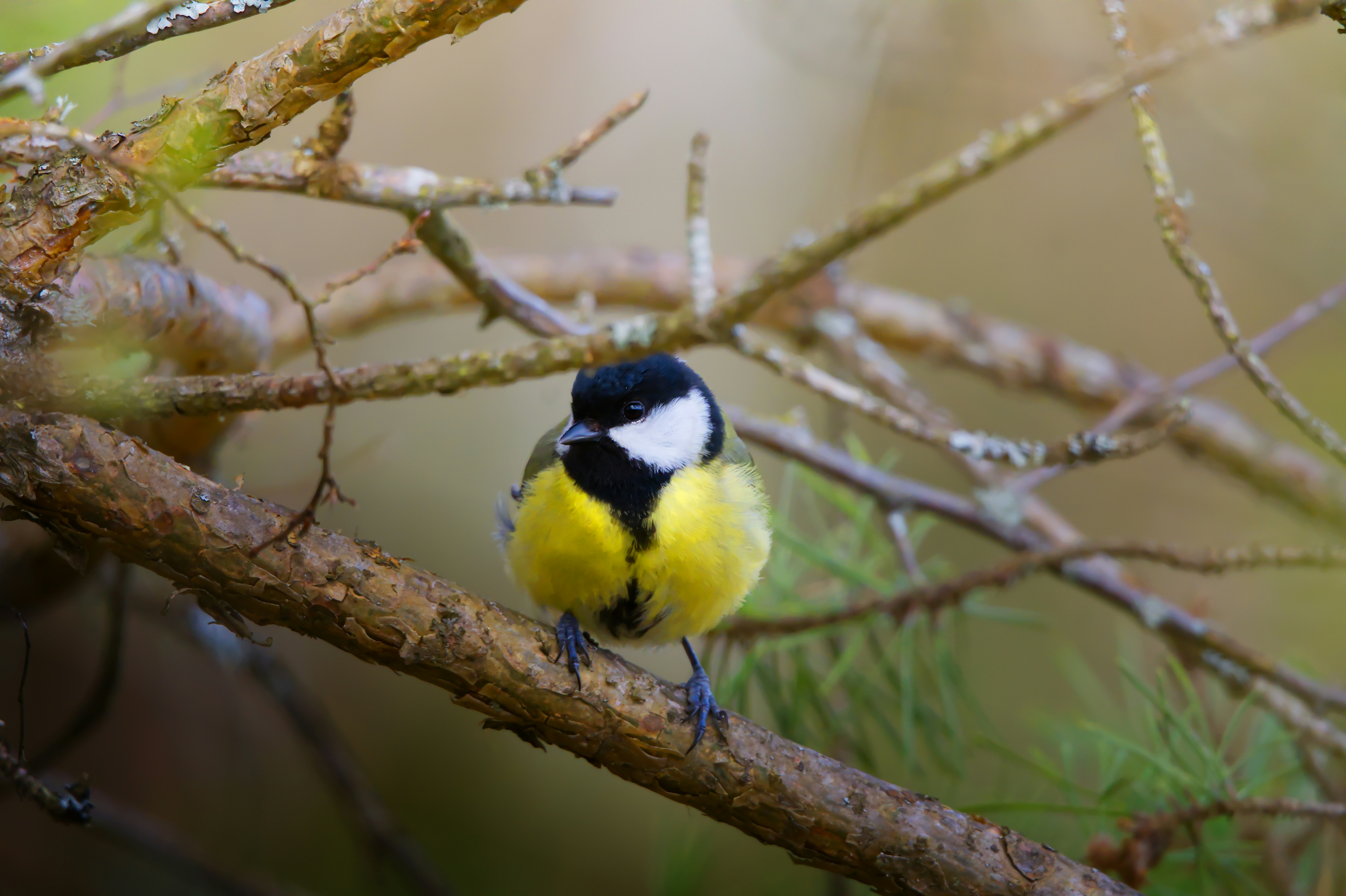 A black tit sits on a branch of a common pine. | A yellow bird perches on a branch.
