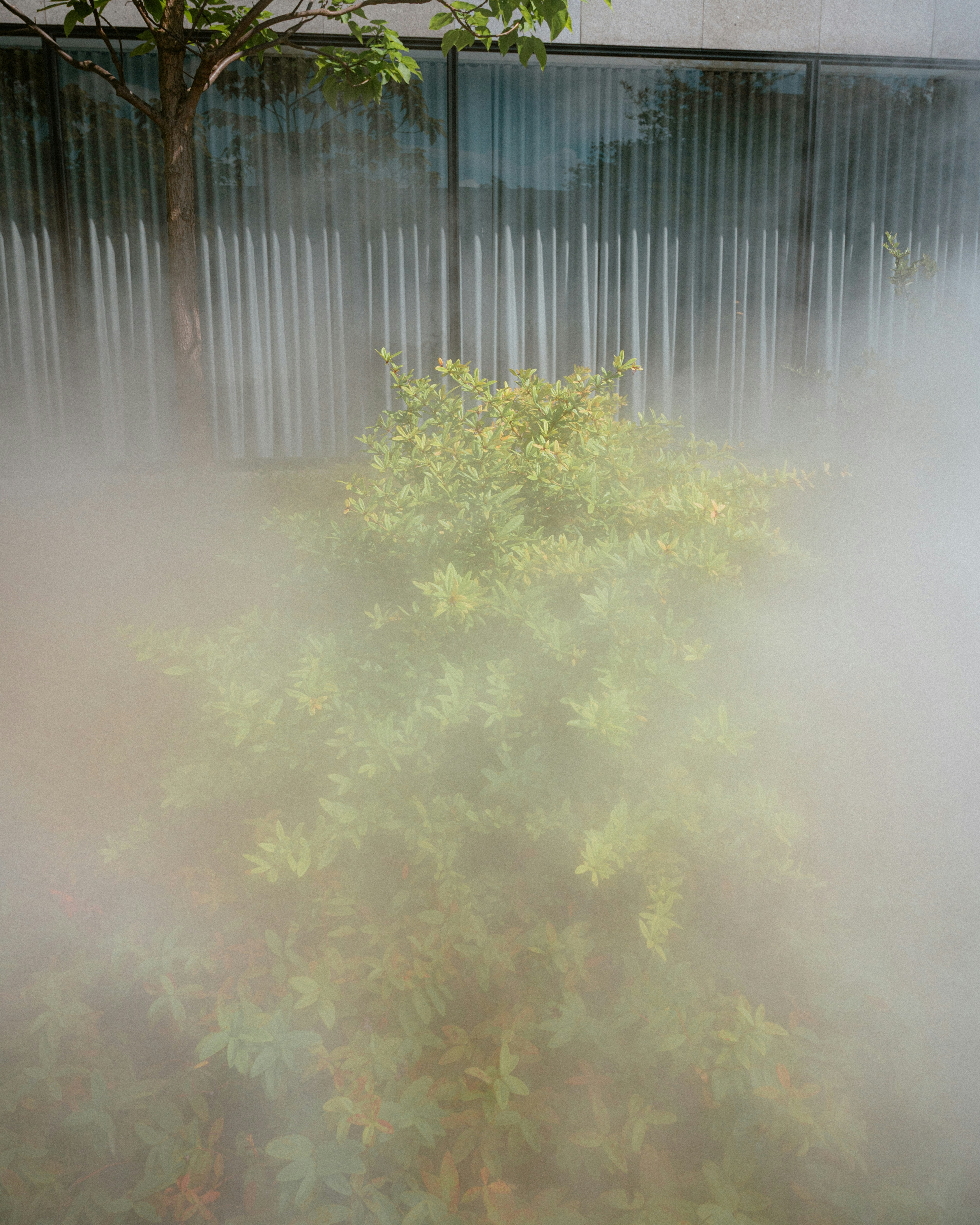 Veil of Mist Over Urban Greenery
