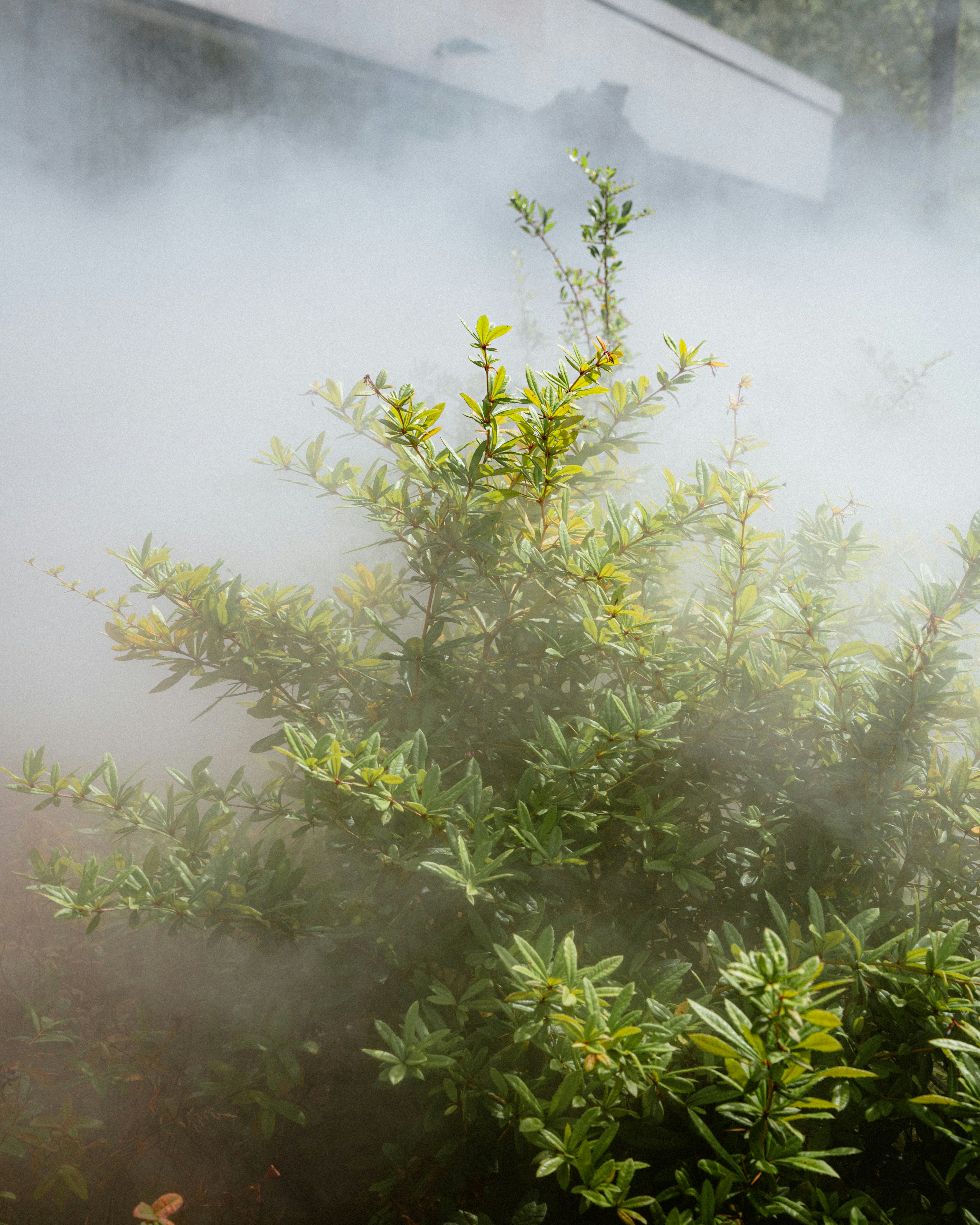 Verdant Sentinel in a Veil of Fog