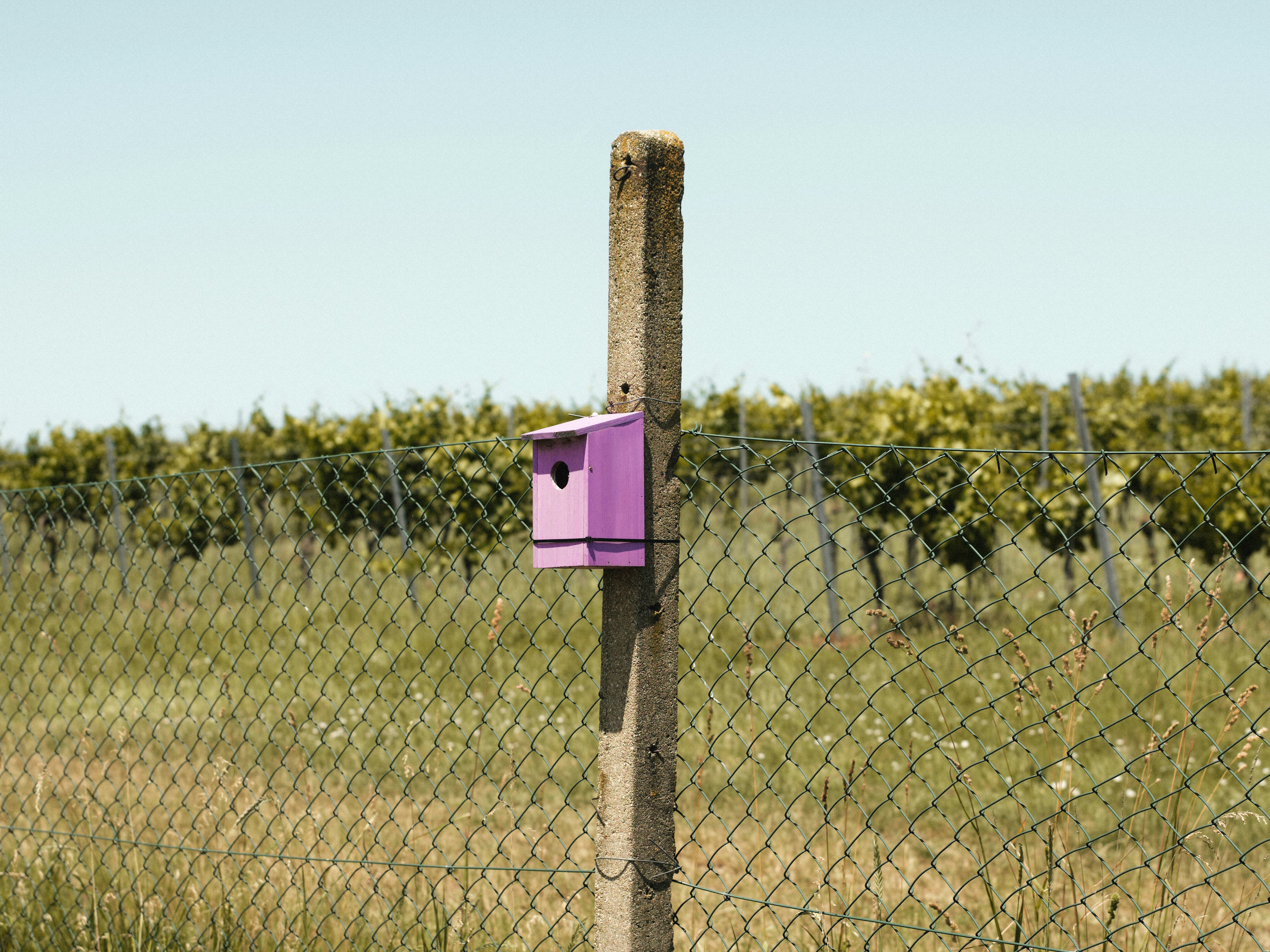 Whimsical Haven: A Purple Nesting Box in the Vineyard