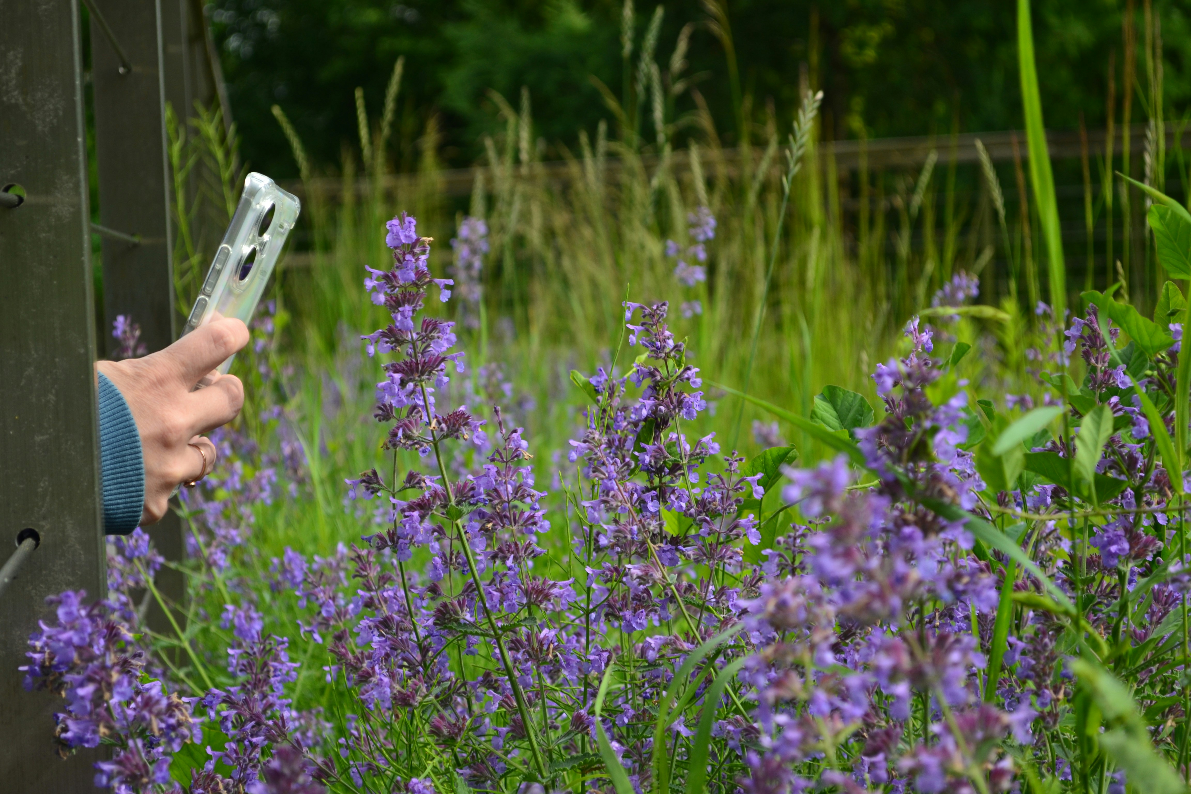 Nature's Palette: Capturing the Essence of Spring