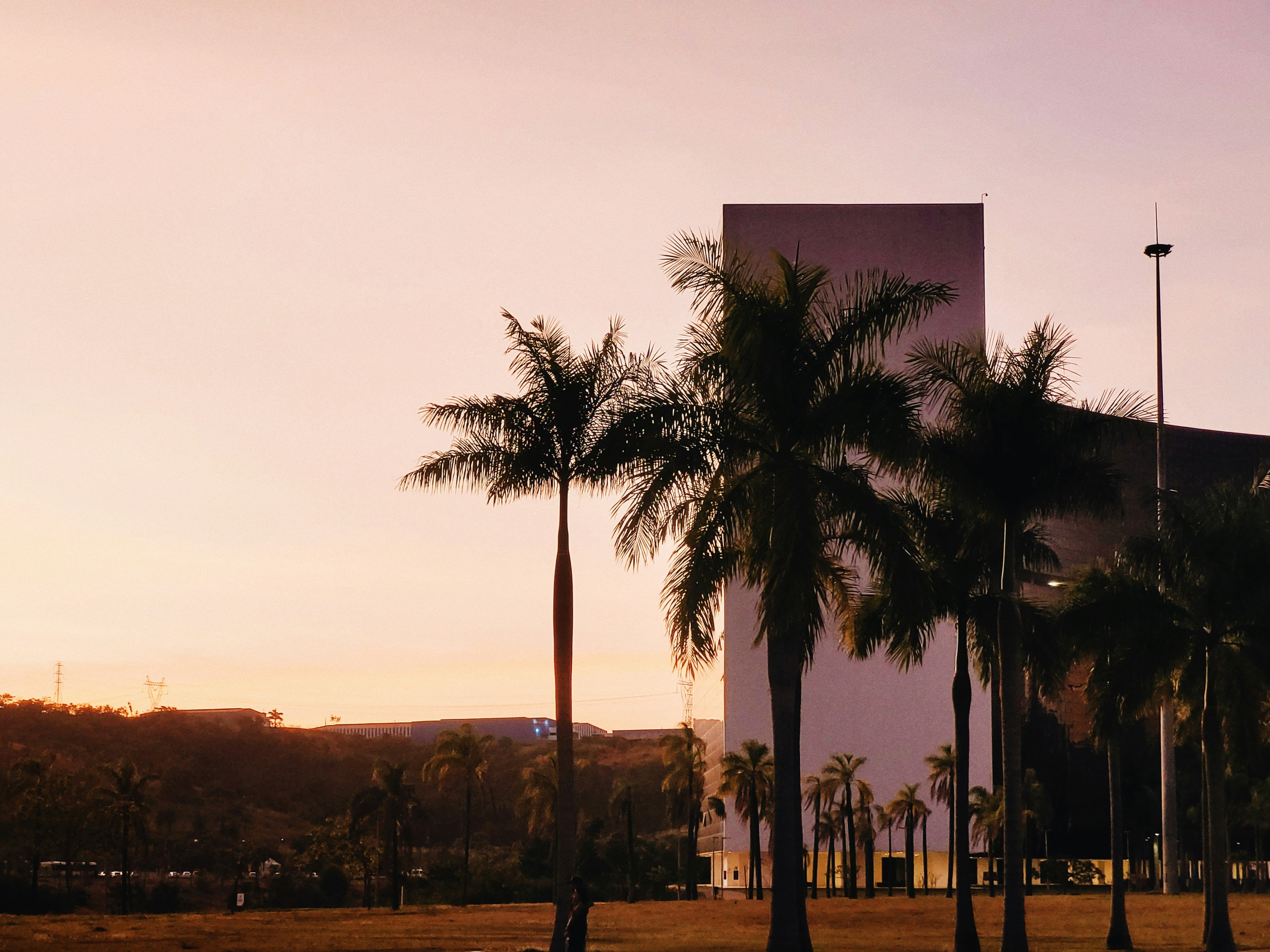 Palm trees silhouetted against a soft pastel sky during sunset, with a modern building in the background. 