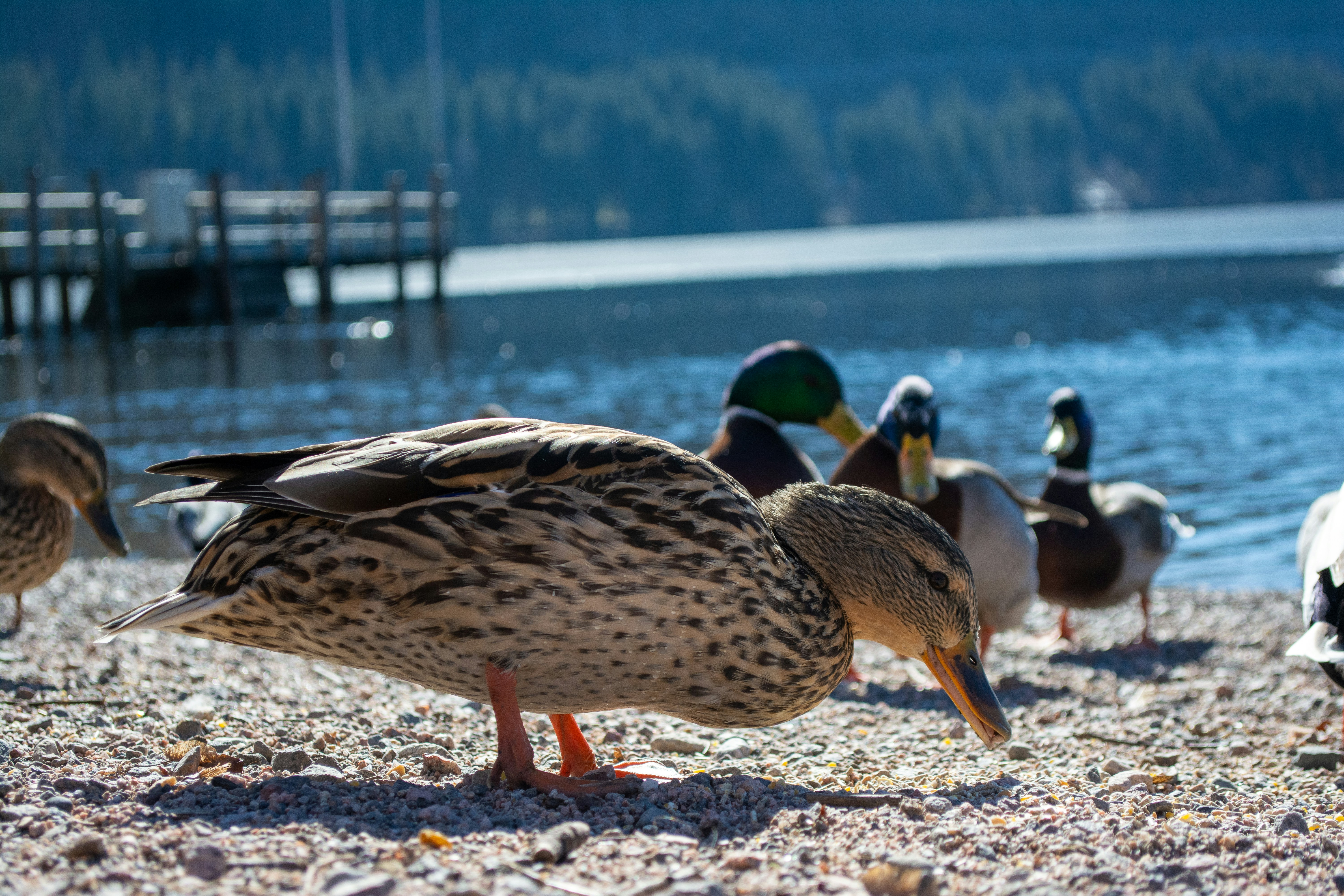 A female mallard feeds on the sun-dappled shore of Titisee Lake, with a lively group of ducks and the glistening water stretching into the forested horizon. This moment captures the peaceful coexistence of wildlife and nature in Germany’s Black Forest. | Ducks are standing near a lake on a sunny day.